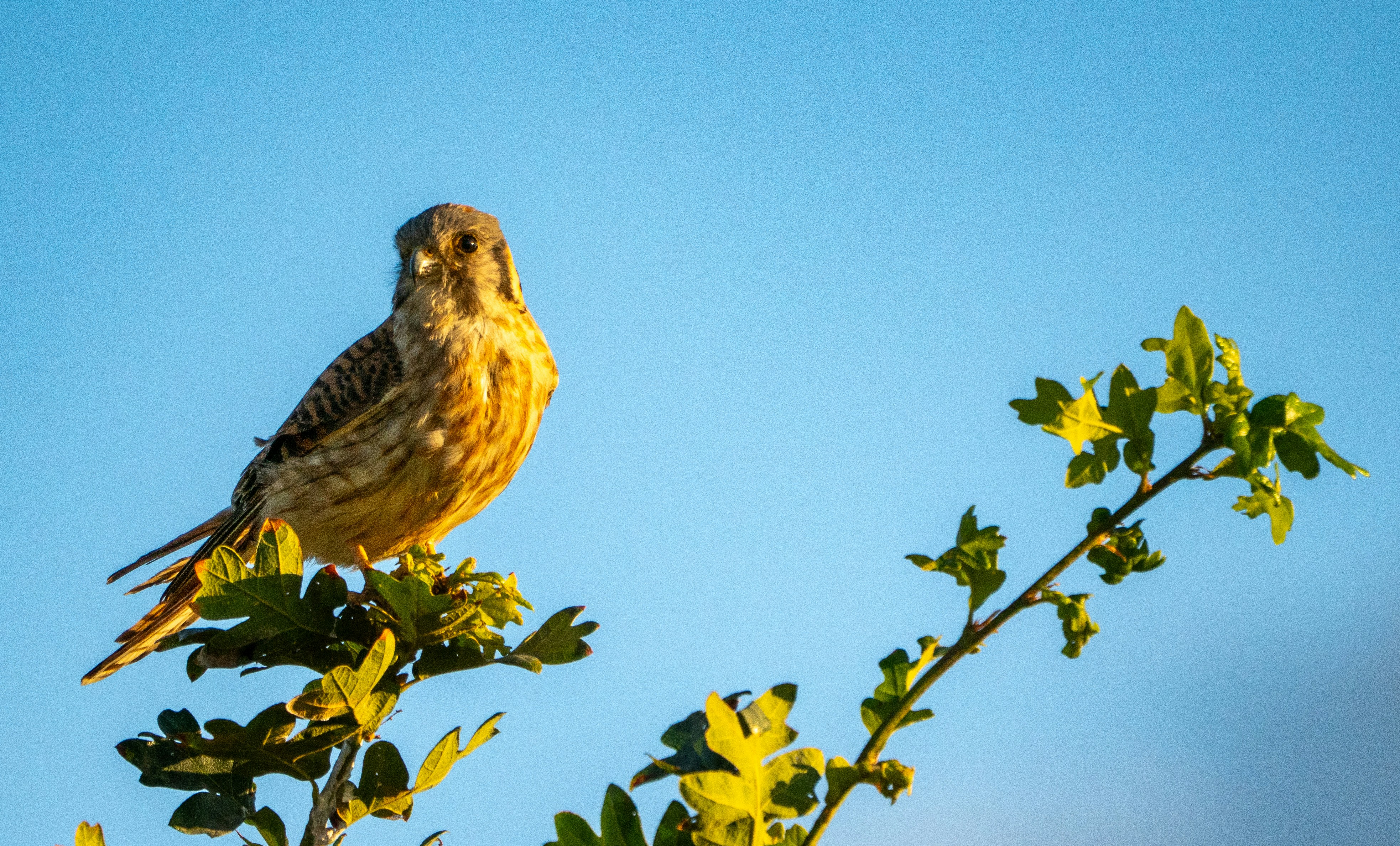 Perched Ember: A Songbird Crowned by Morning Light