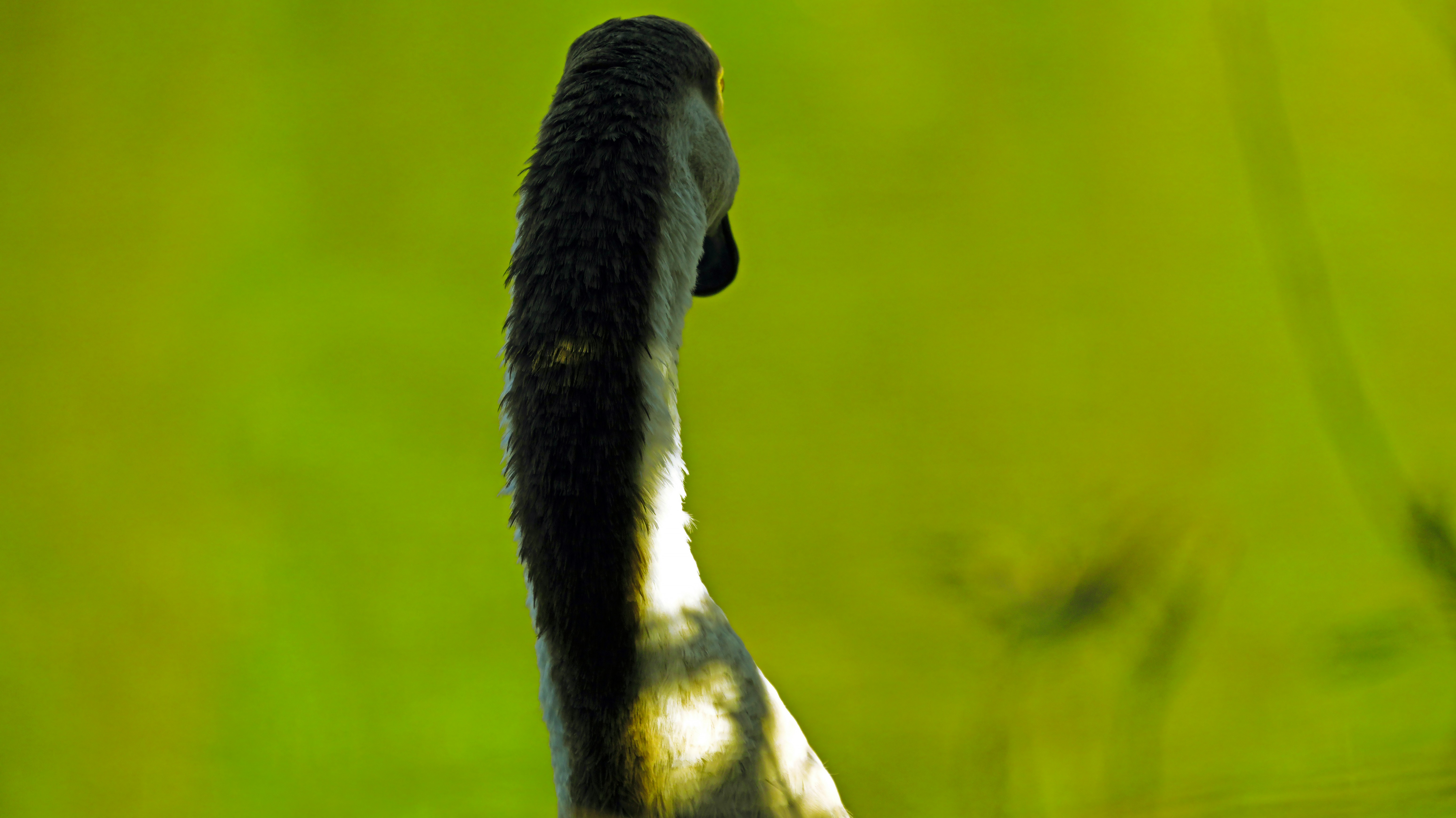 Back of a bird's neck against a bright green background.