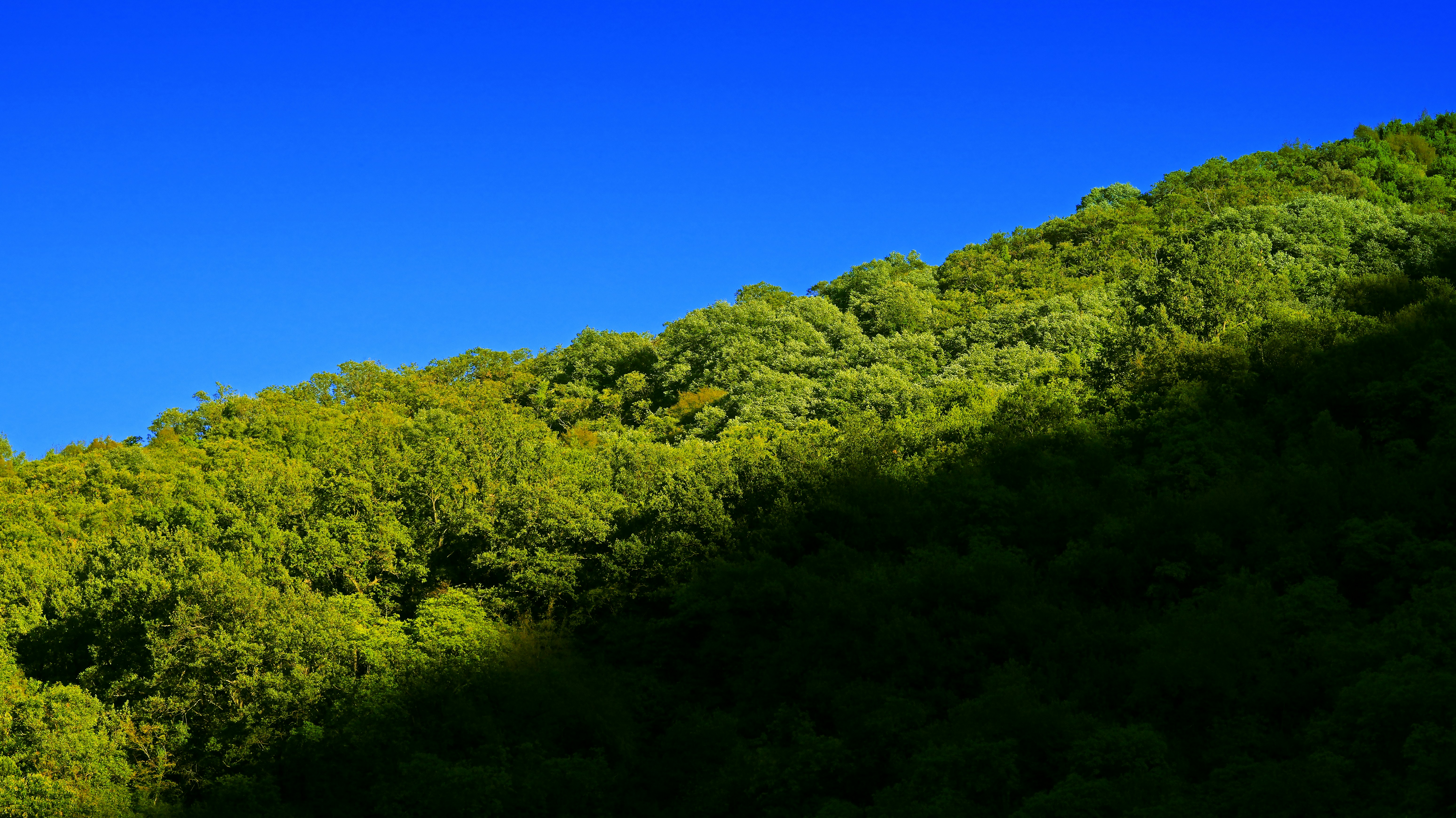 Sunlit Crest: A Gentle Divide Between Forest Canopy and Sky