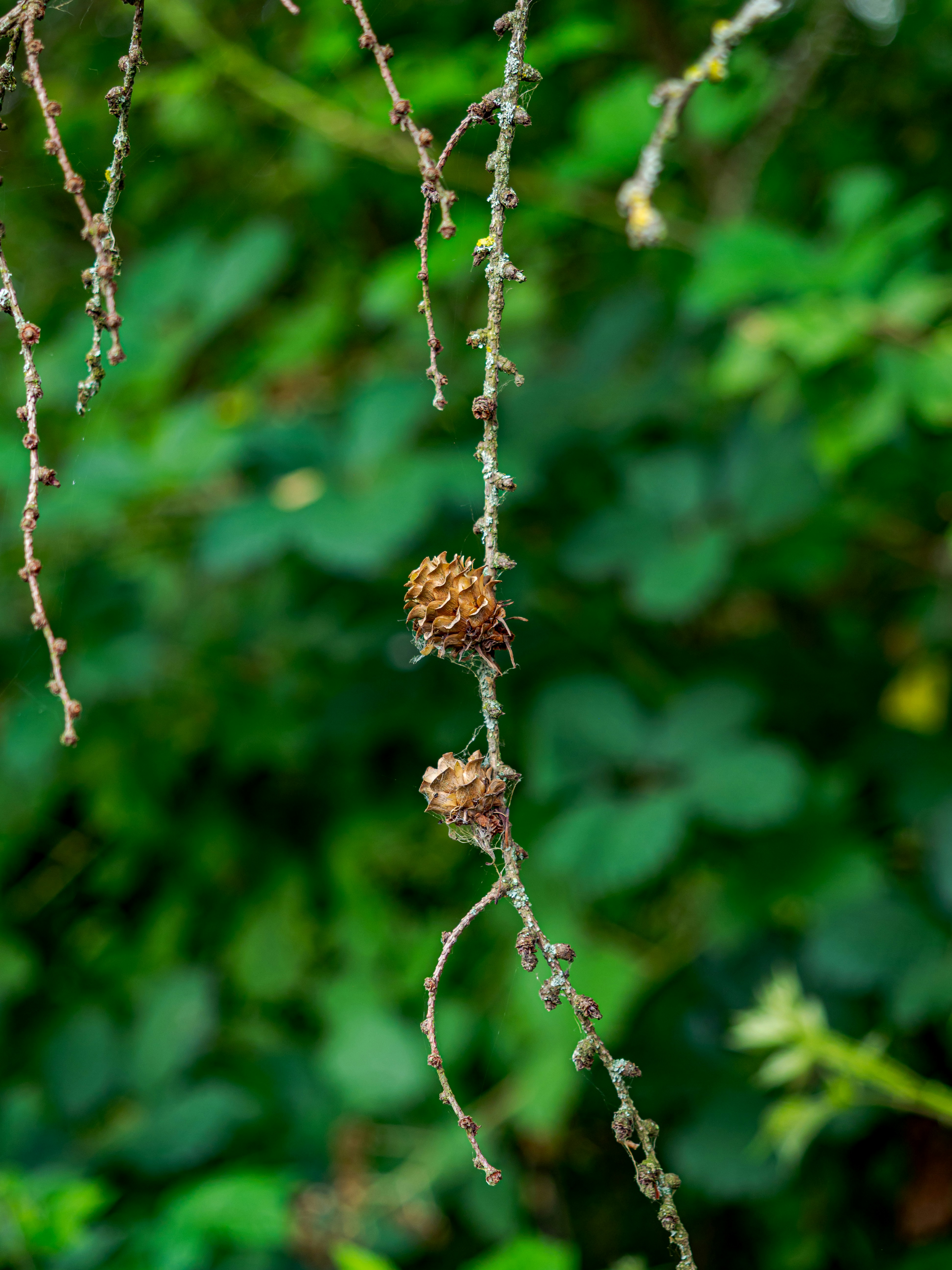 Close-up of two brown pinecones clinging to a slender, moss-dusted branch against a lush green background.
