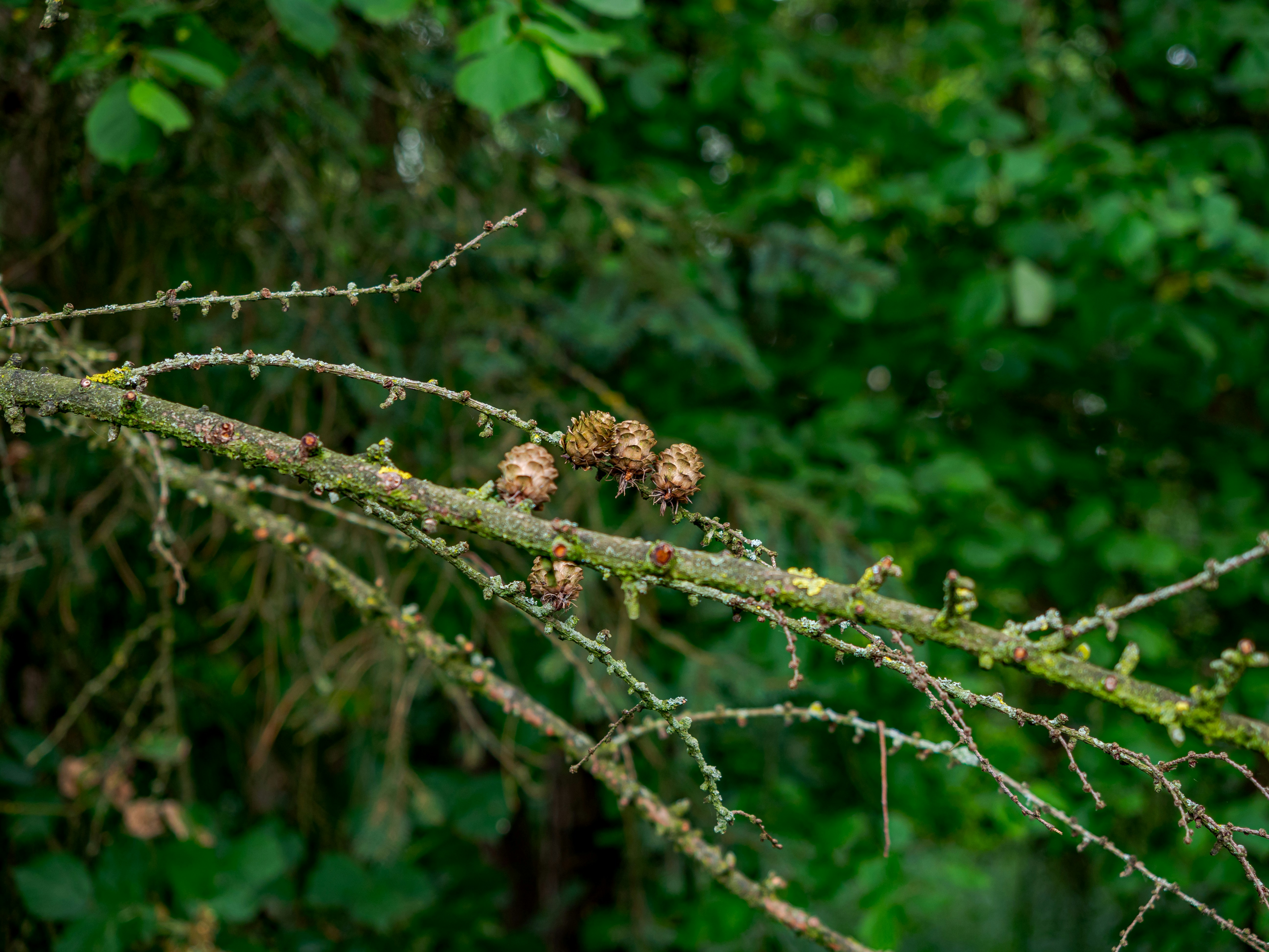 A close-up of a moss-covered branch with spiky seed pods crossing a lush green background.