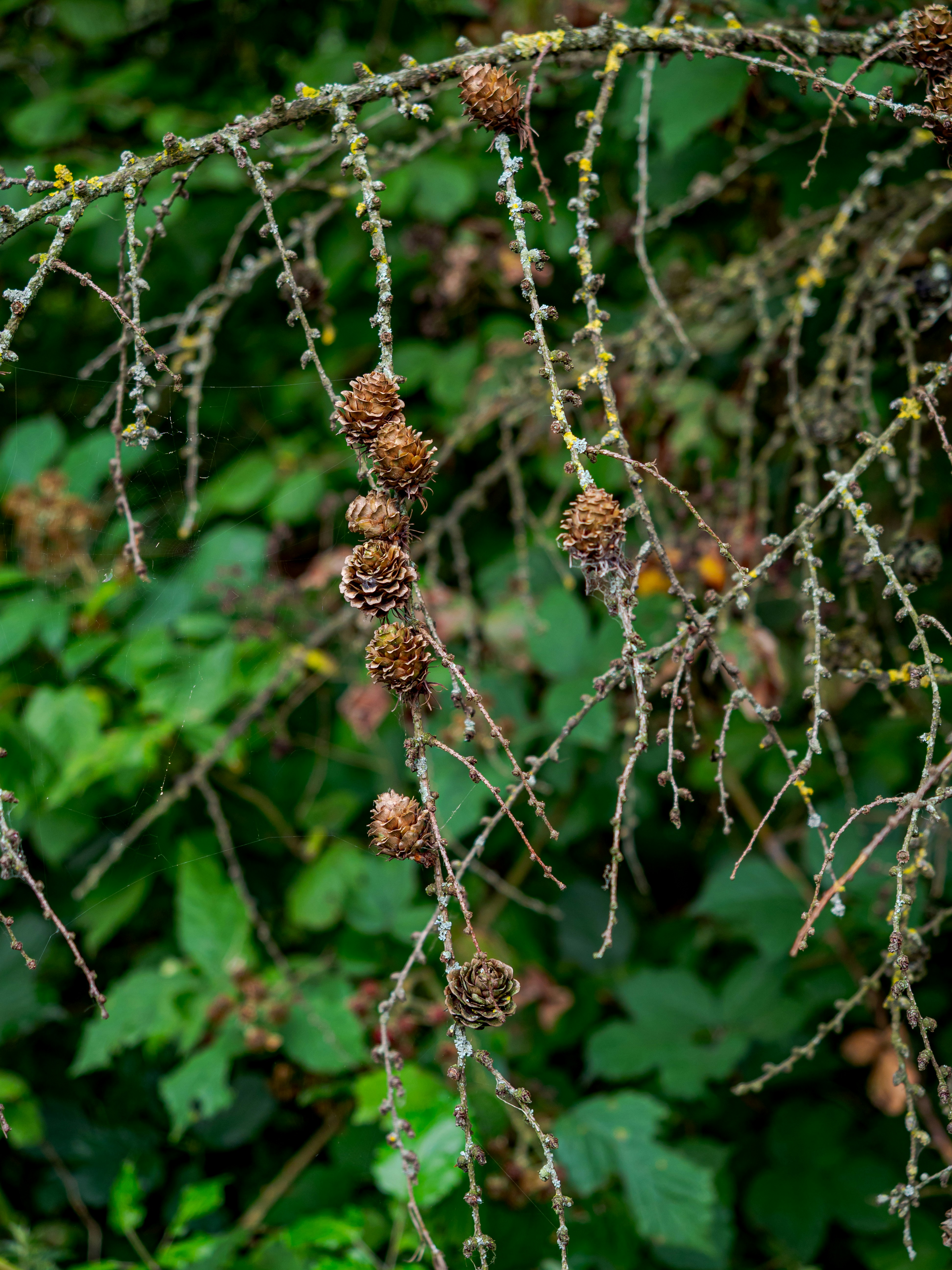 Photo by Sergej ***** with Olympus OM-D E-M1 Mark II