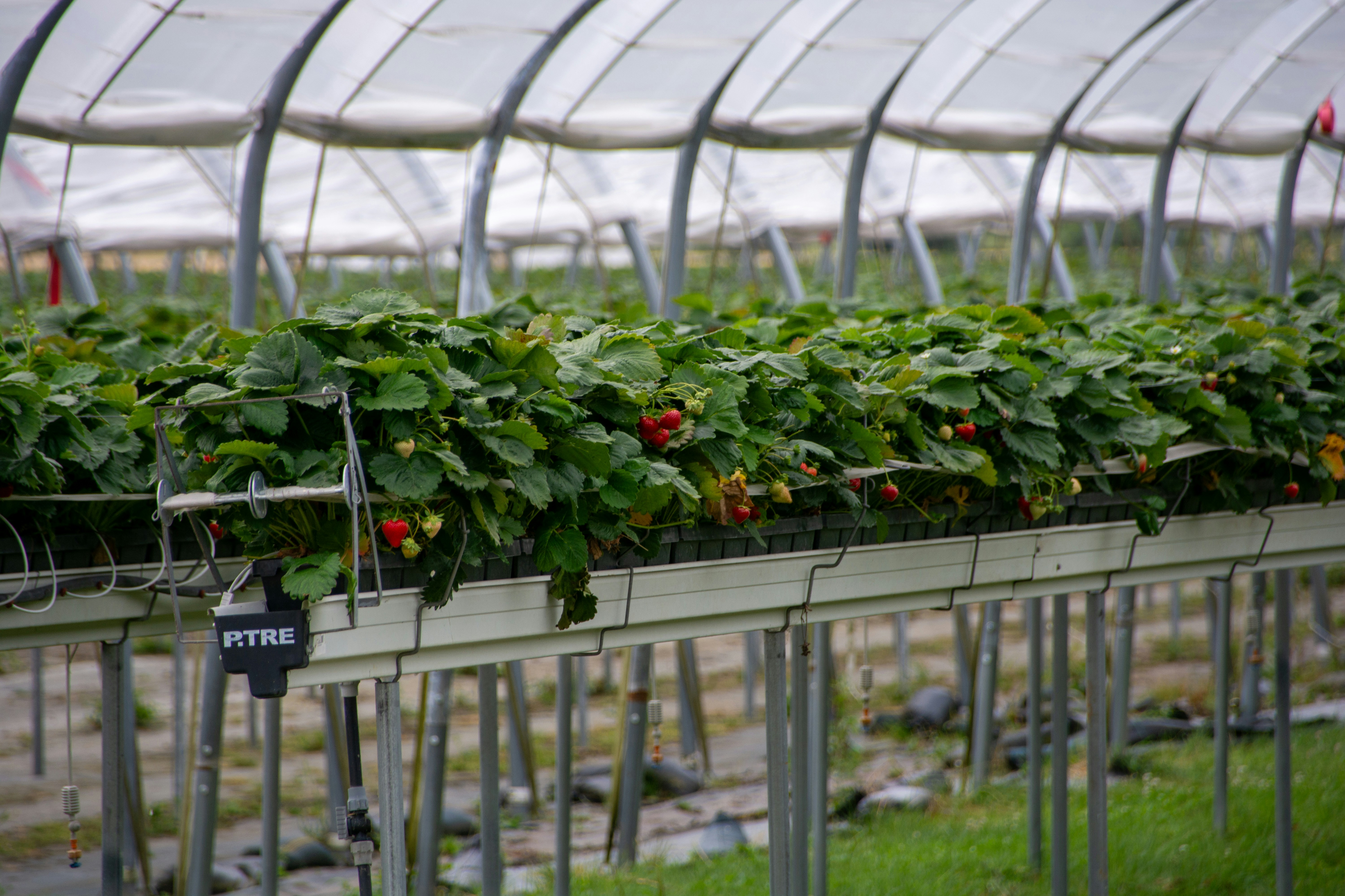 Greenhouse strawberry rows under a curved translucent roof with fruit-bearing vines and supporting metal framework.