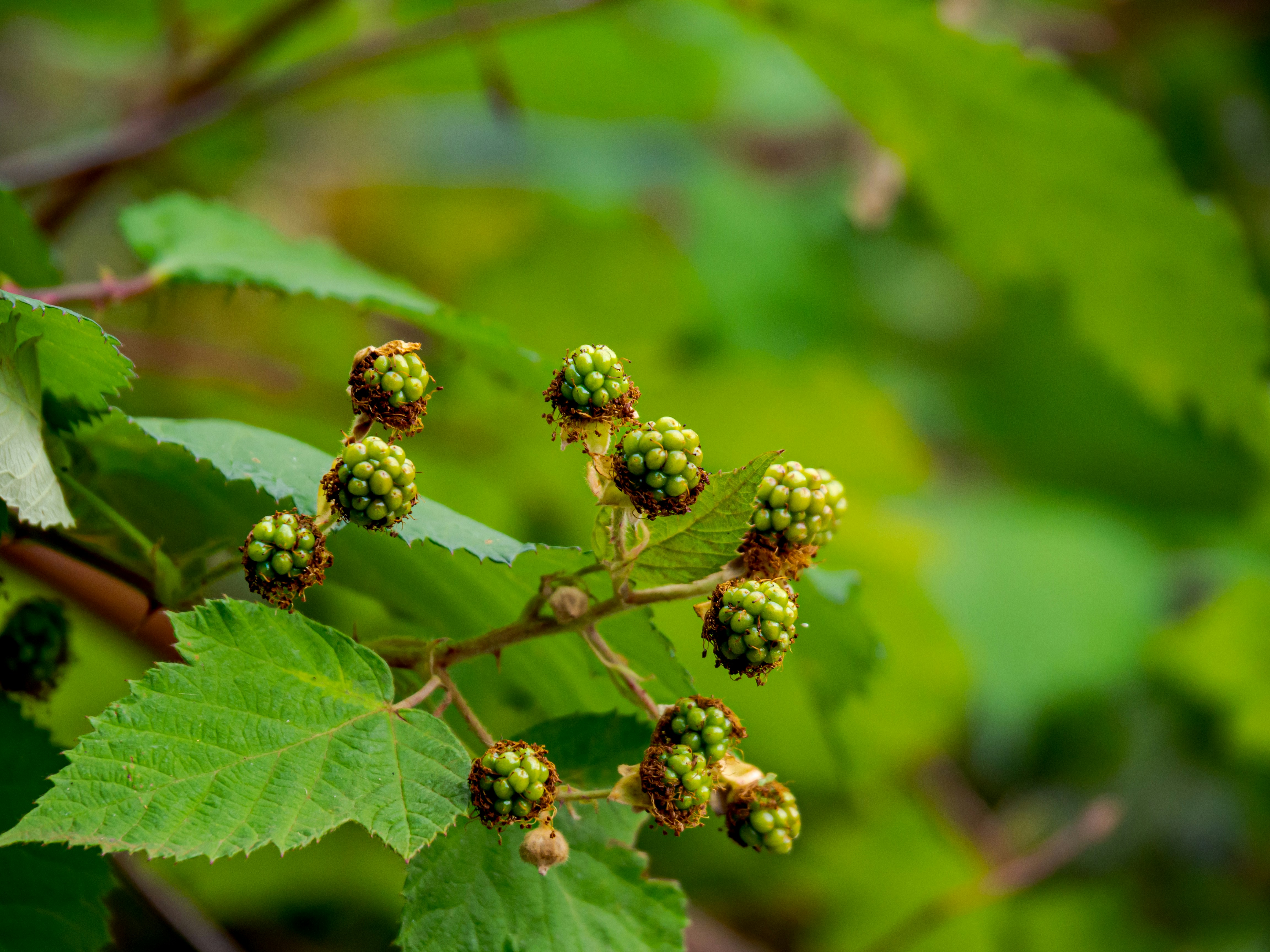 Vibrant berry clusters and serrated leaves in focus with a soft green bokeh background.