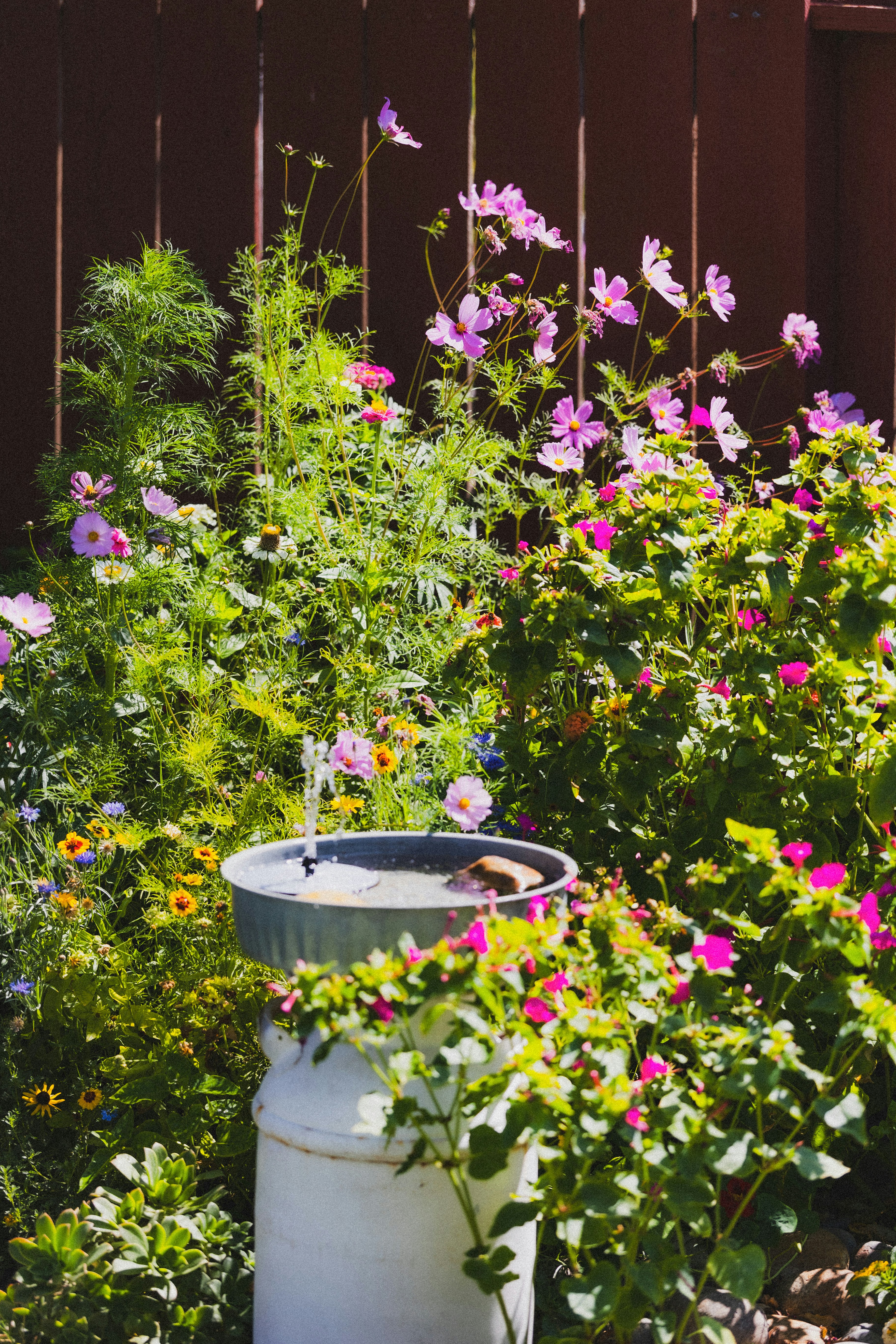 Garden Oasis: Colorful Blooms Surround a Weathered Watering Can