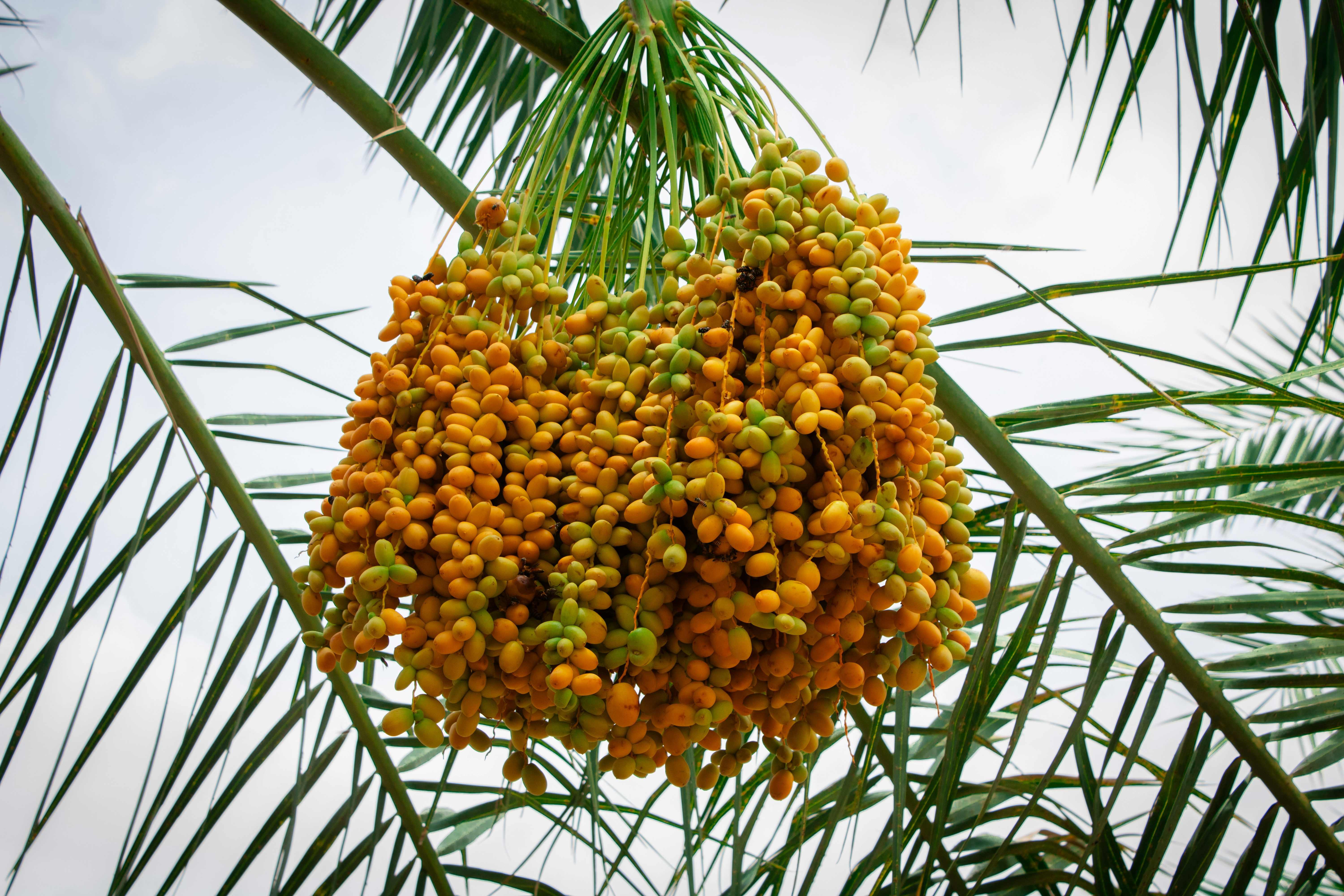 Golden Cluster under Palms: A Tropical Bunch Backlit by Sky