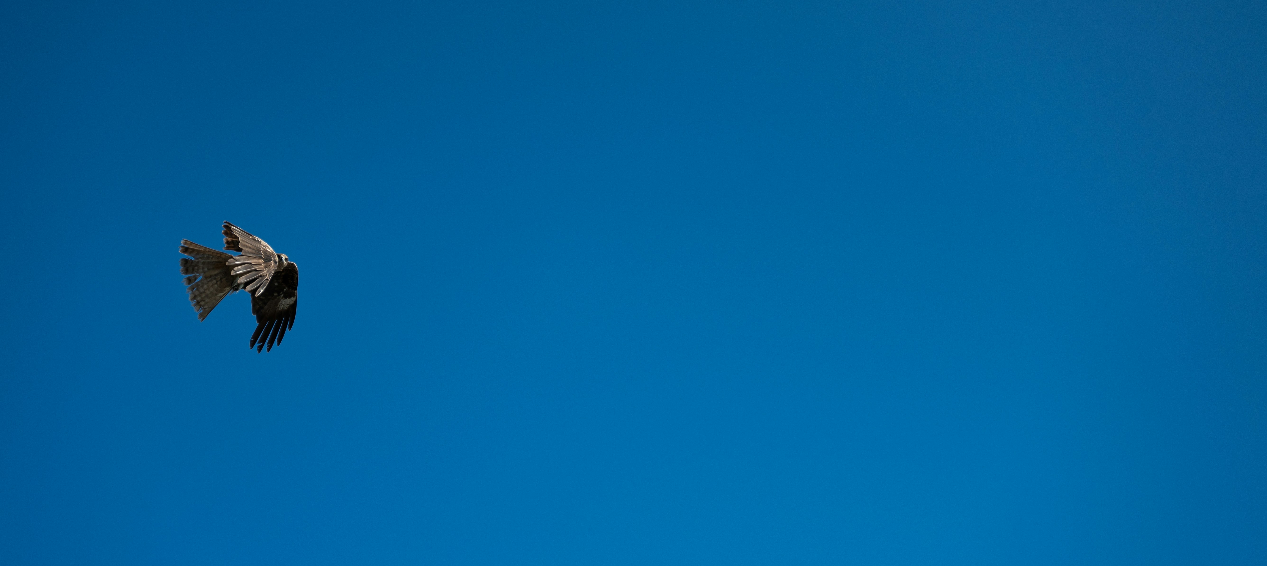 Soaring Silhouette: A lone hawk against a crystalline sky