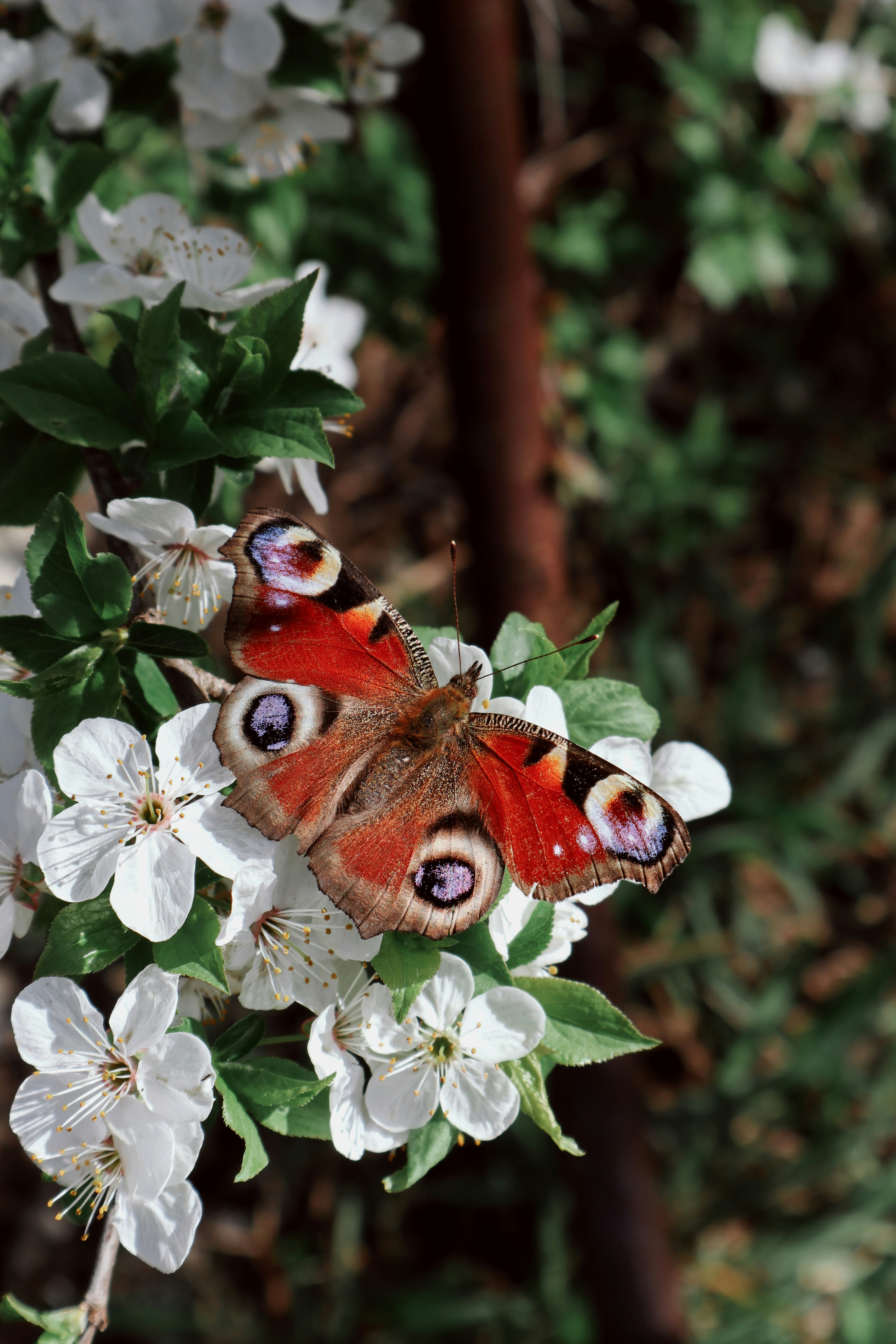 Scarlet Eyes on White Petals: A Peacock Butterfly Graces a Spring Blossom