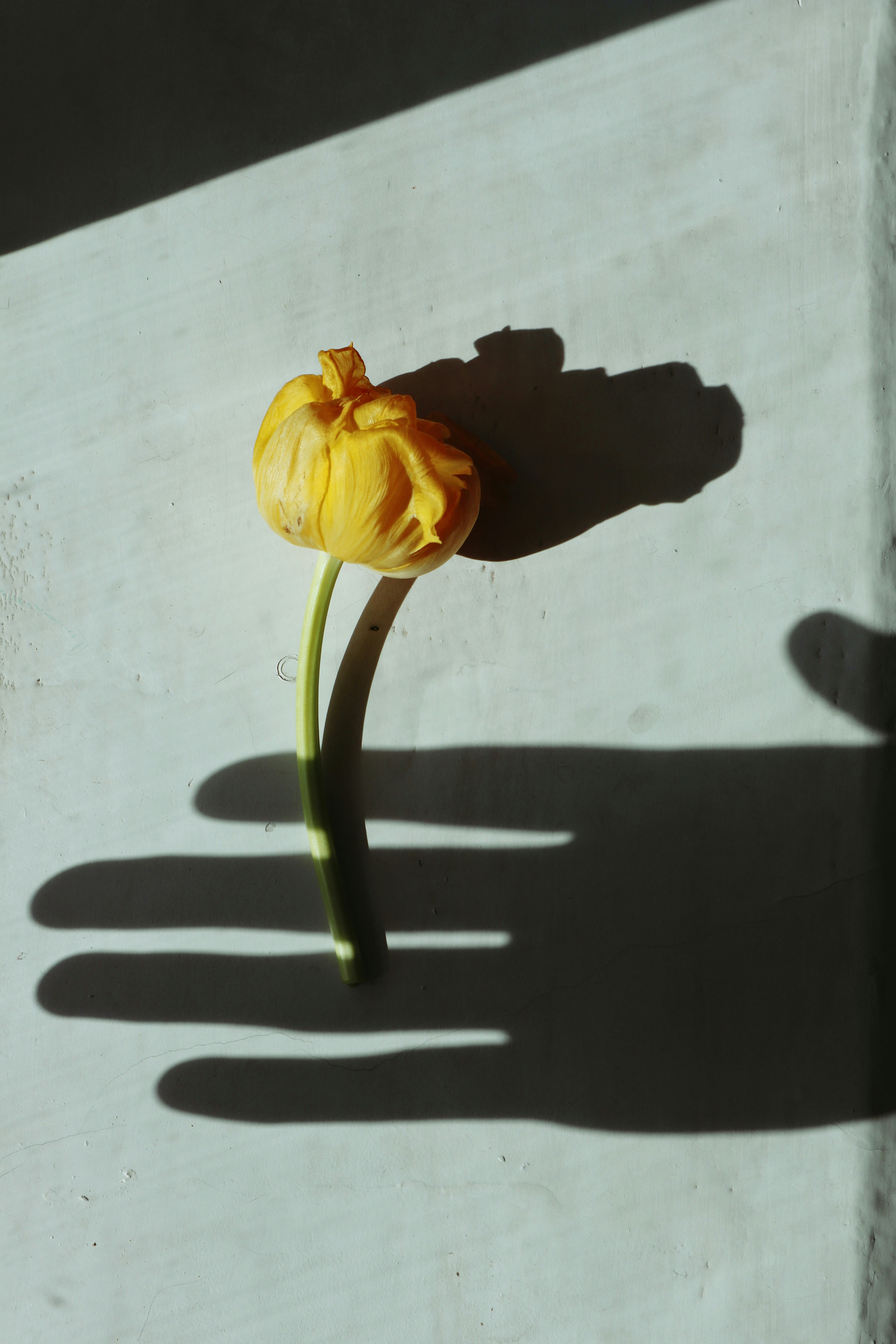 Solitary Yellow Tulip Cast in Sharp Shadow on Concrete Studio Floor
