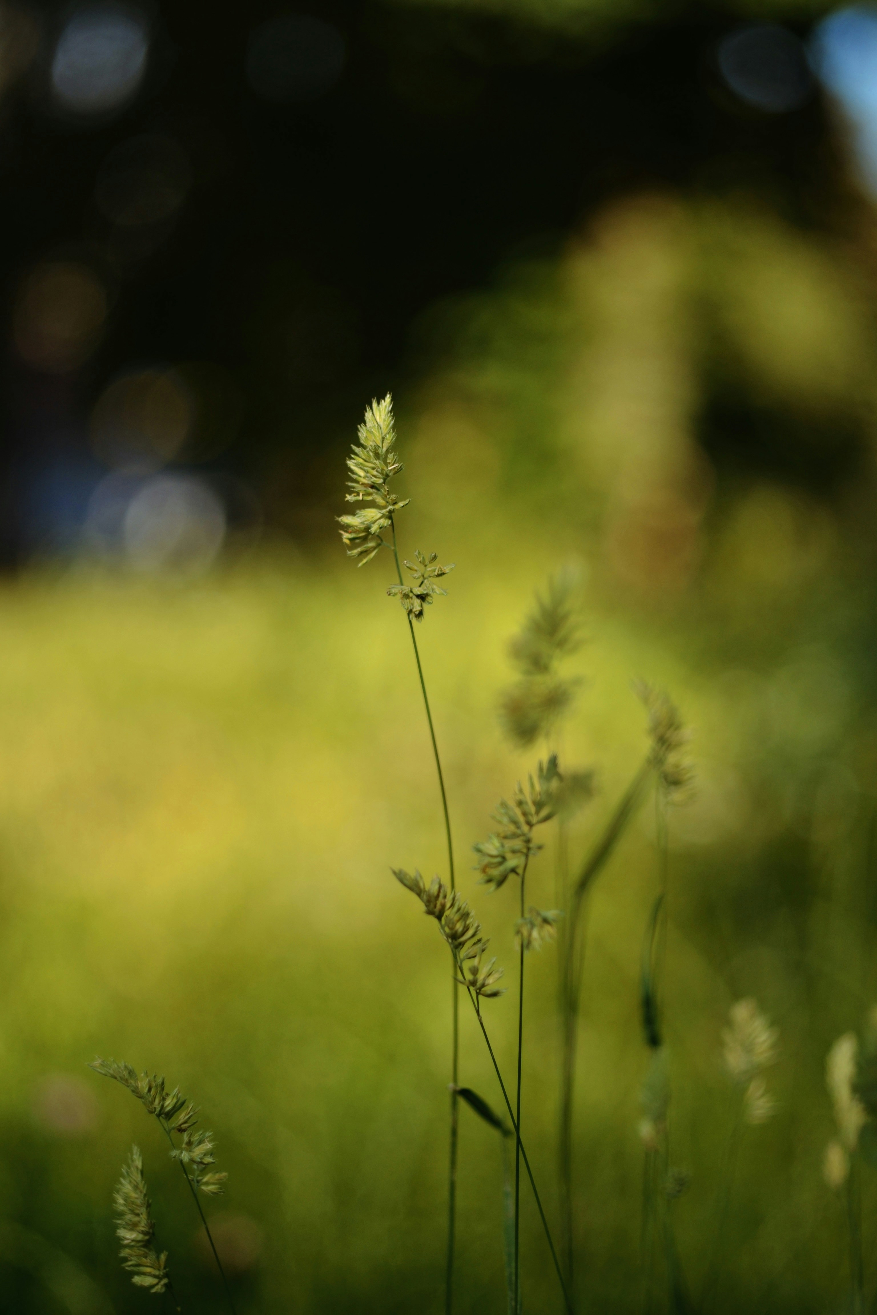 Sunlit Seedhead in a Velvet Field