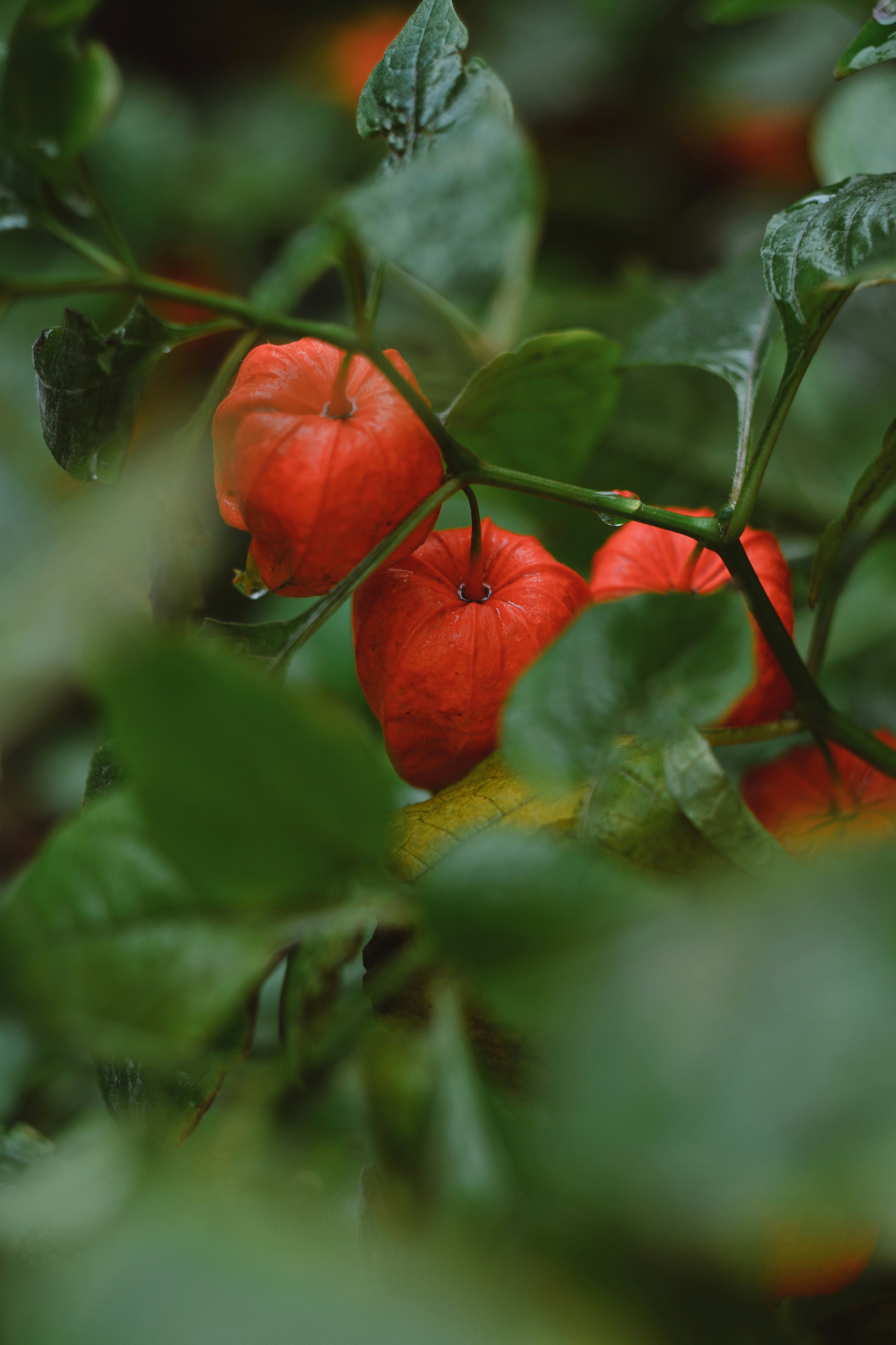 Red lanterns among green vines: close-up of ripe husks