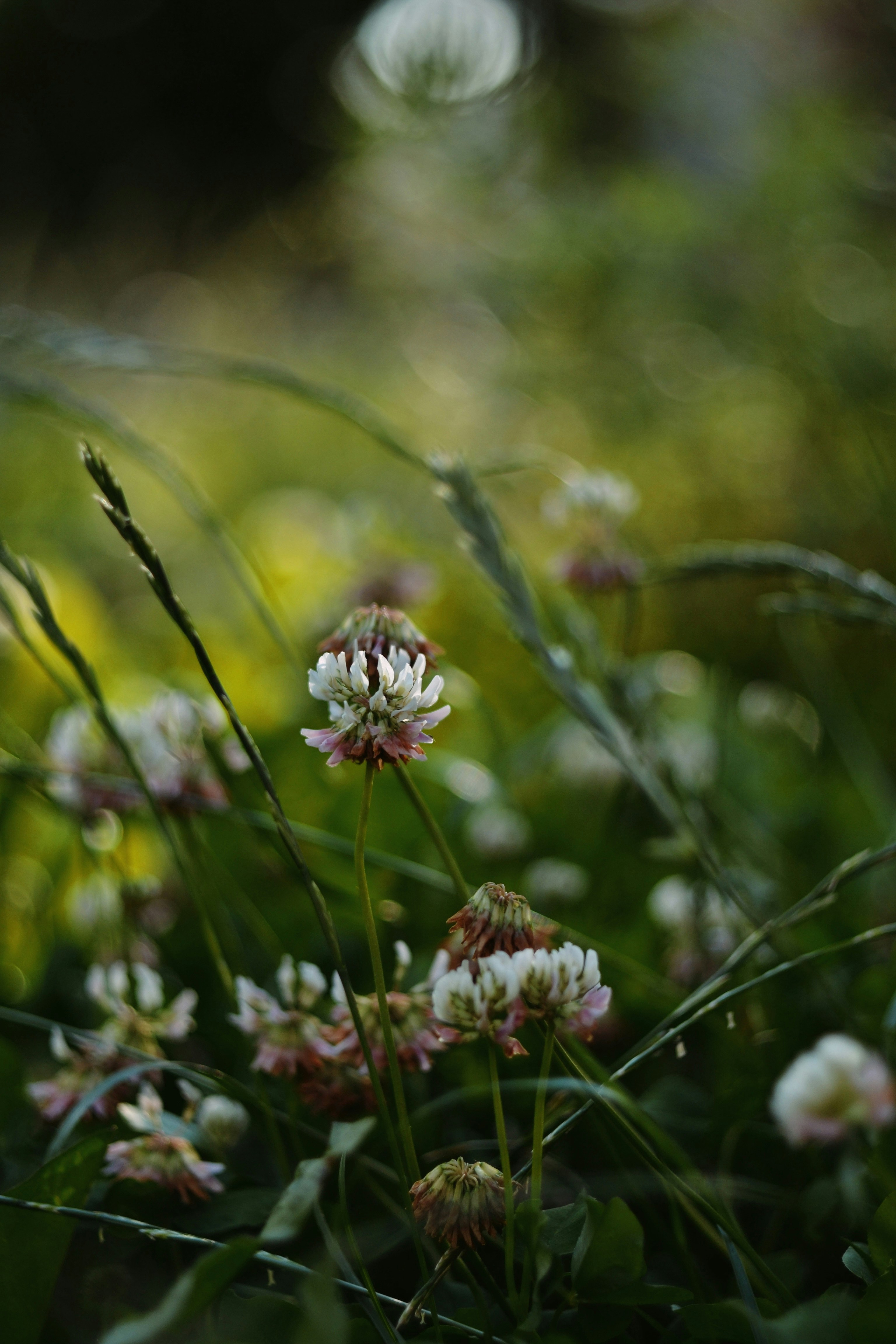 Whispers of Clover: A Meadow Bloom Amid Quiet Greens