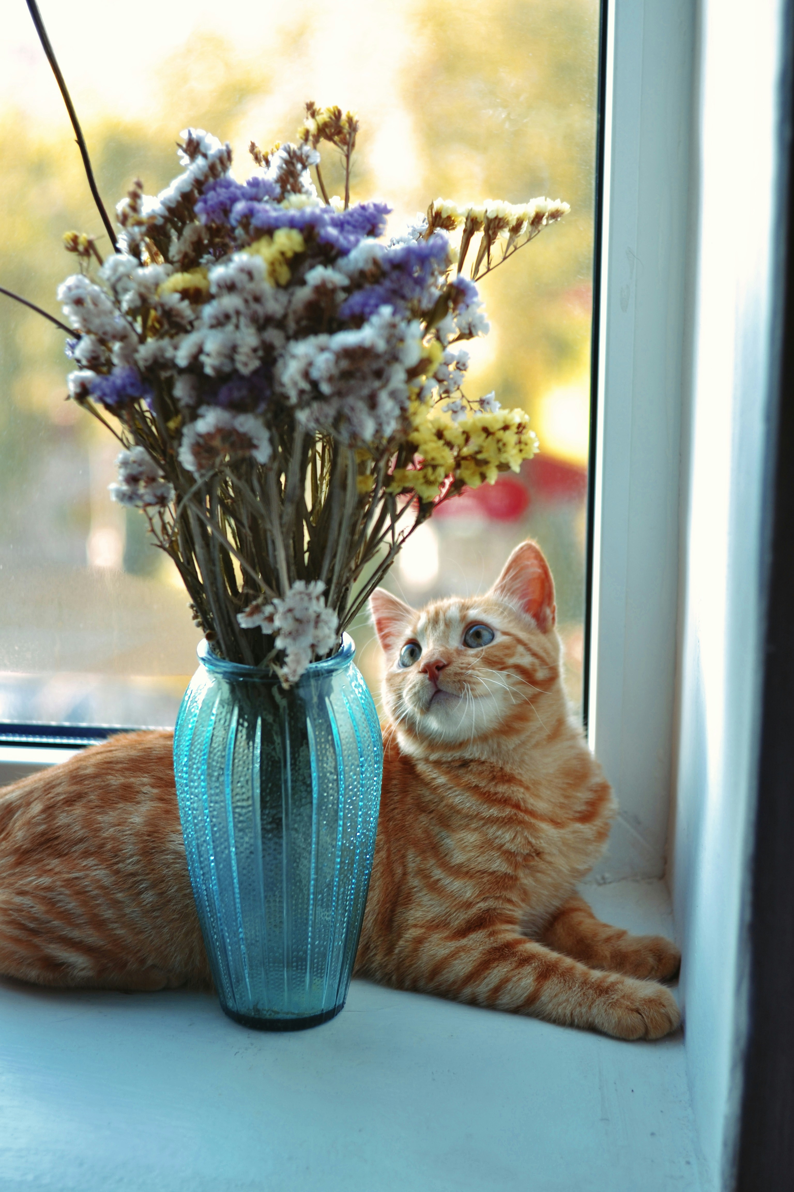 Orange tabby by the window with a turquoise vase of dried flowers