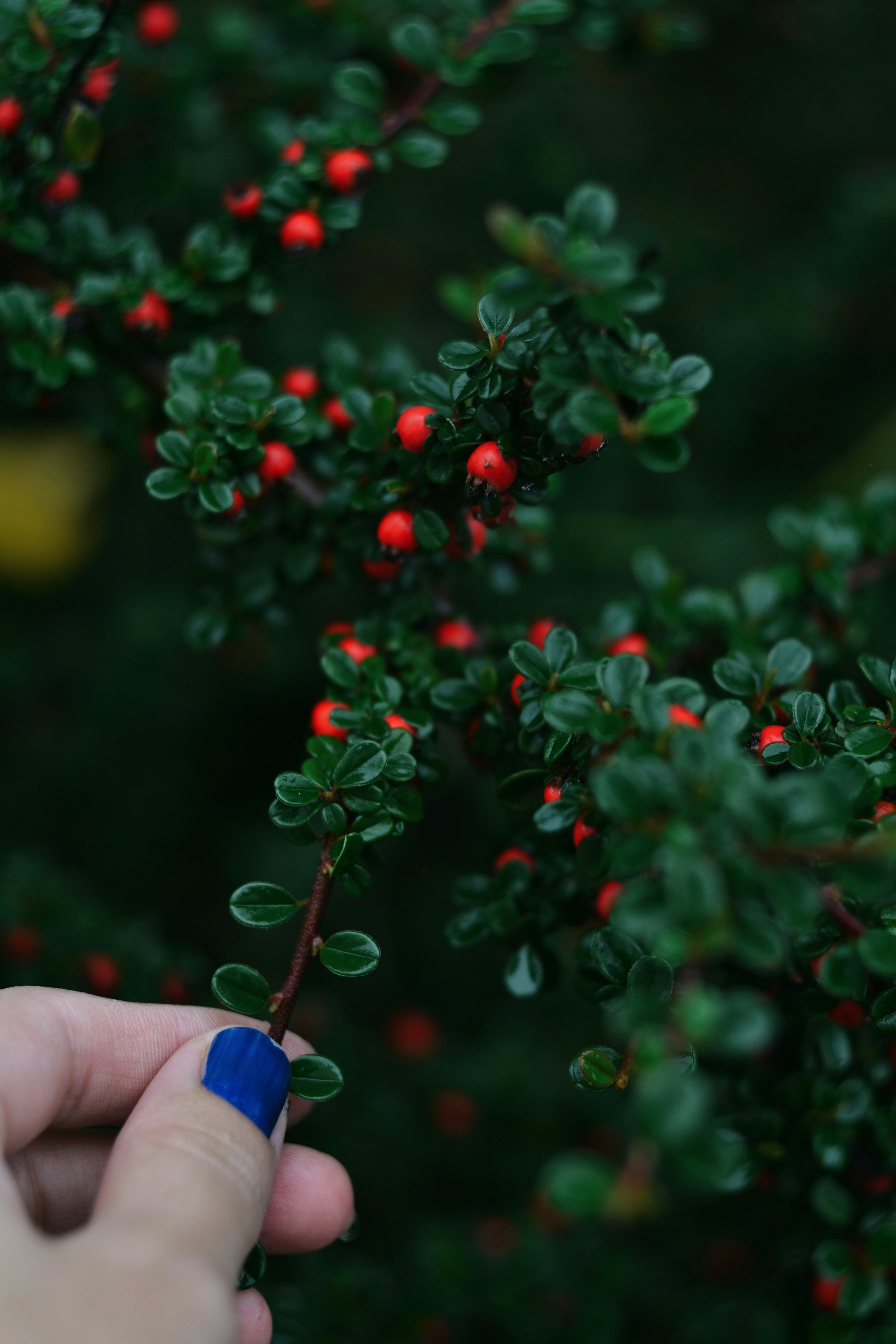 Crimson Berries and Green Foliage: A Closer Look at a Hand-Picked Sprig