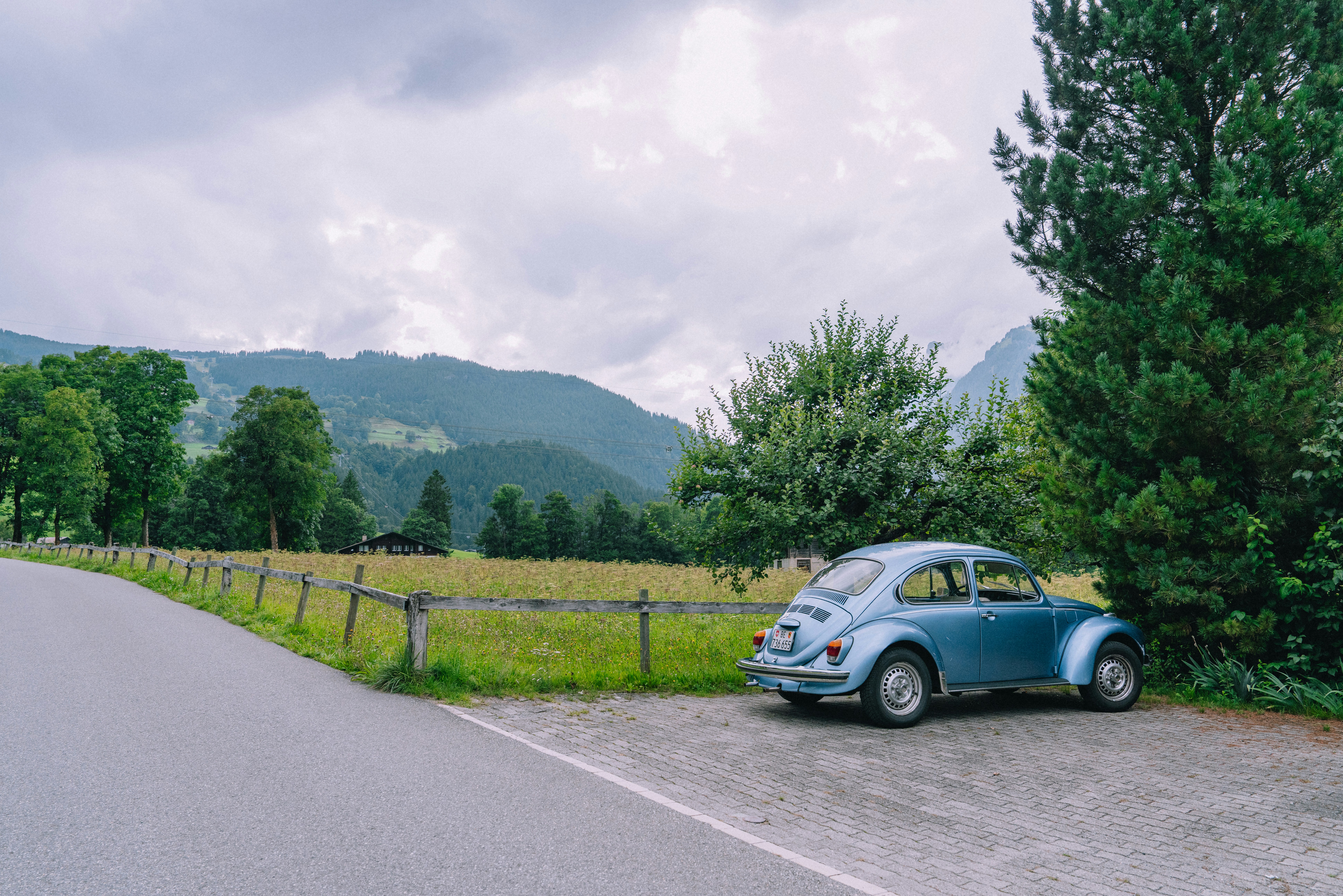 Azure Beetle by the Pined Road