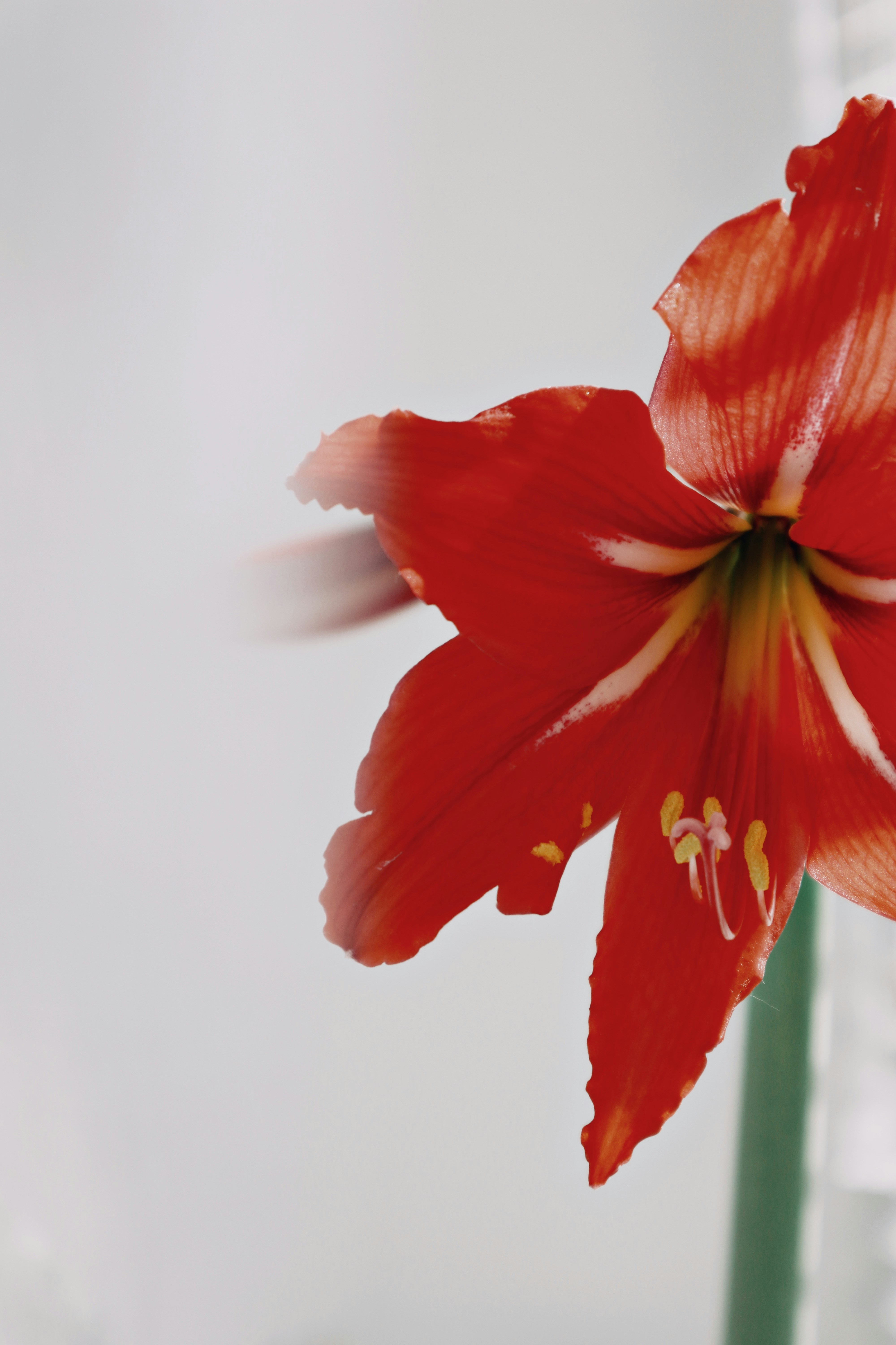 Crimson Lily Drip: A Close-Up of Red Petals and Stamen