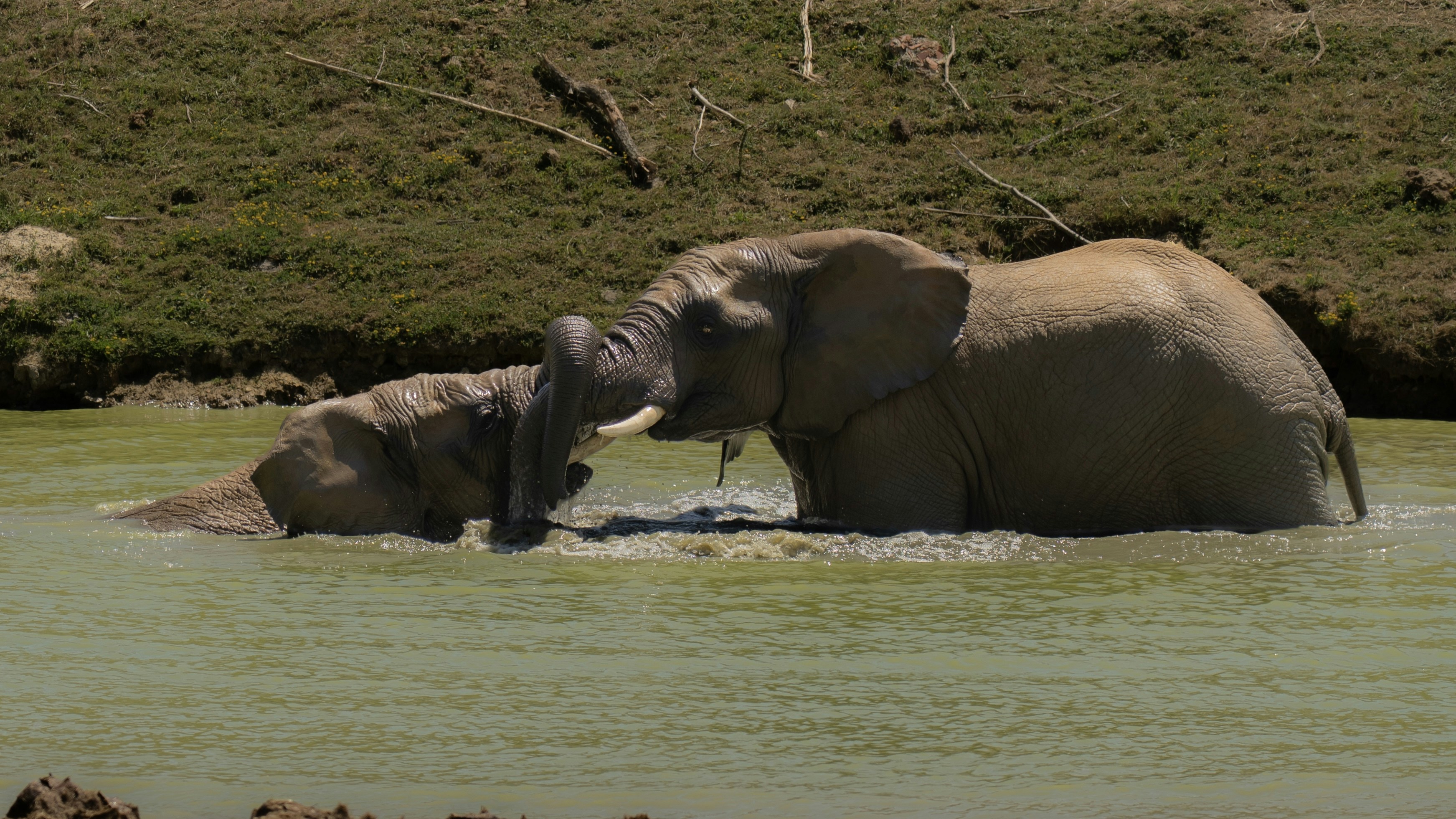Mud Bath Ambush: A Pair of Elephants Playfully Wrestling in Quiet Water