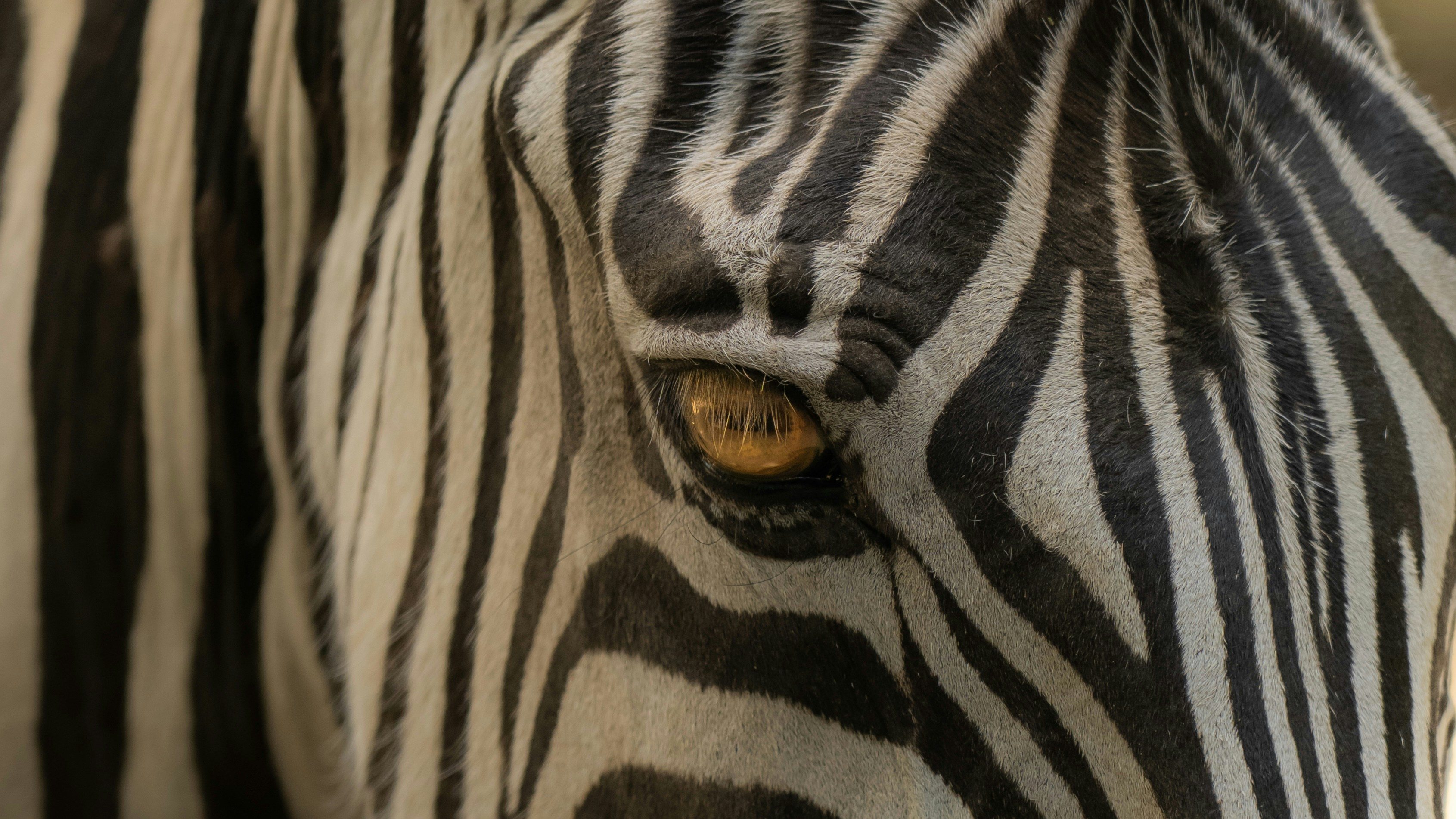 Eye of the Serengeti: Zebra in Striped Gaze
