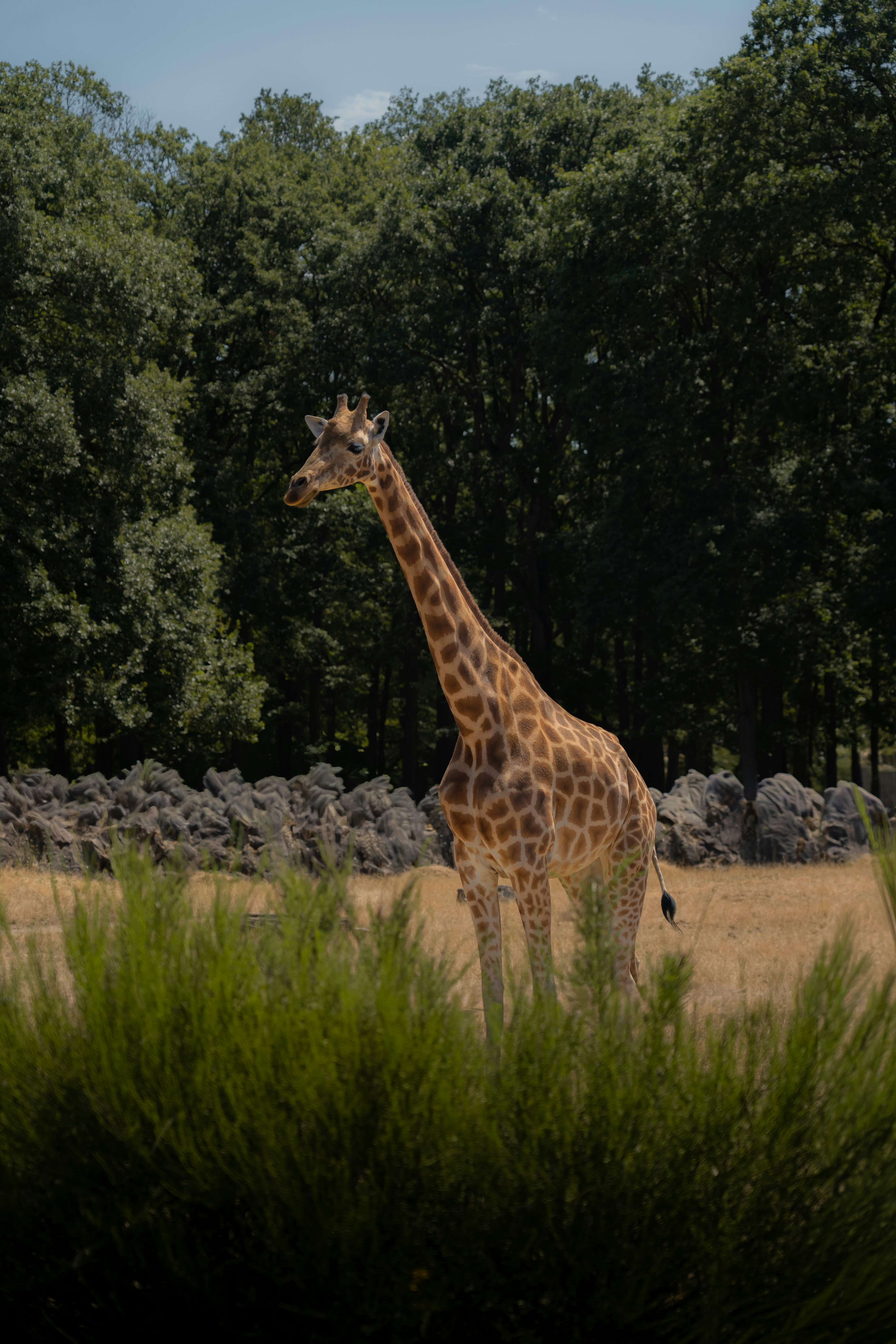Giraffe at the Edge: Quiet Grassland under Dappled Light