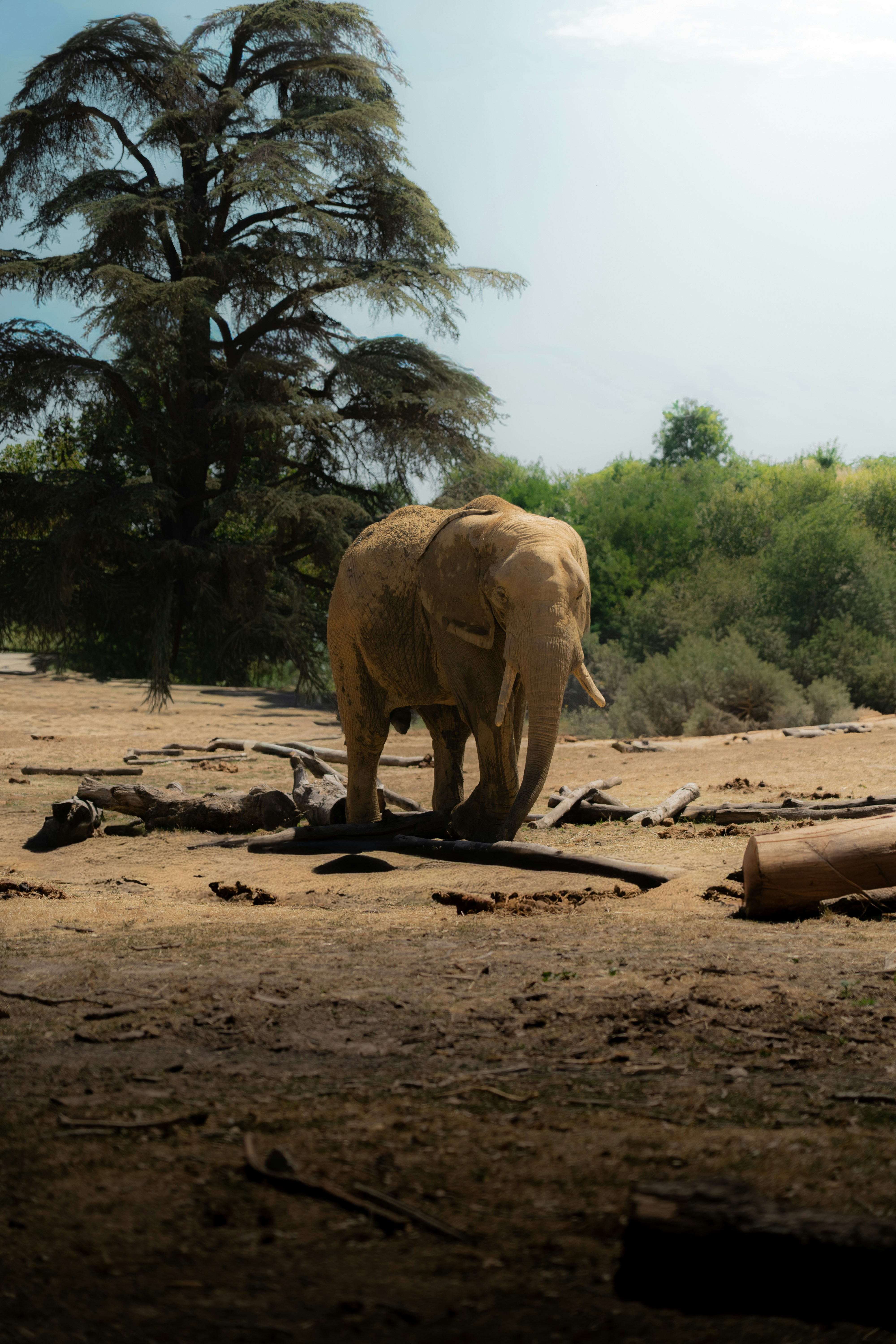 Solitary Elephant under a Tree in Subtle Light