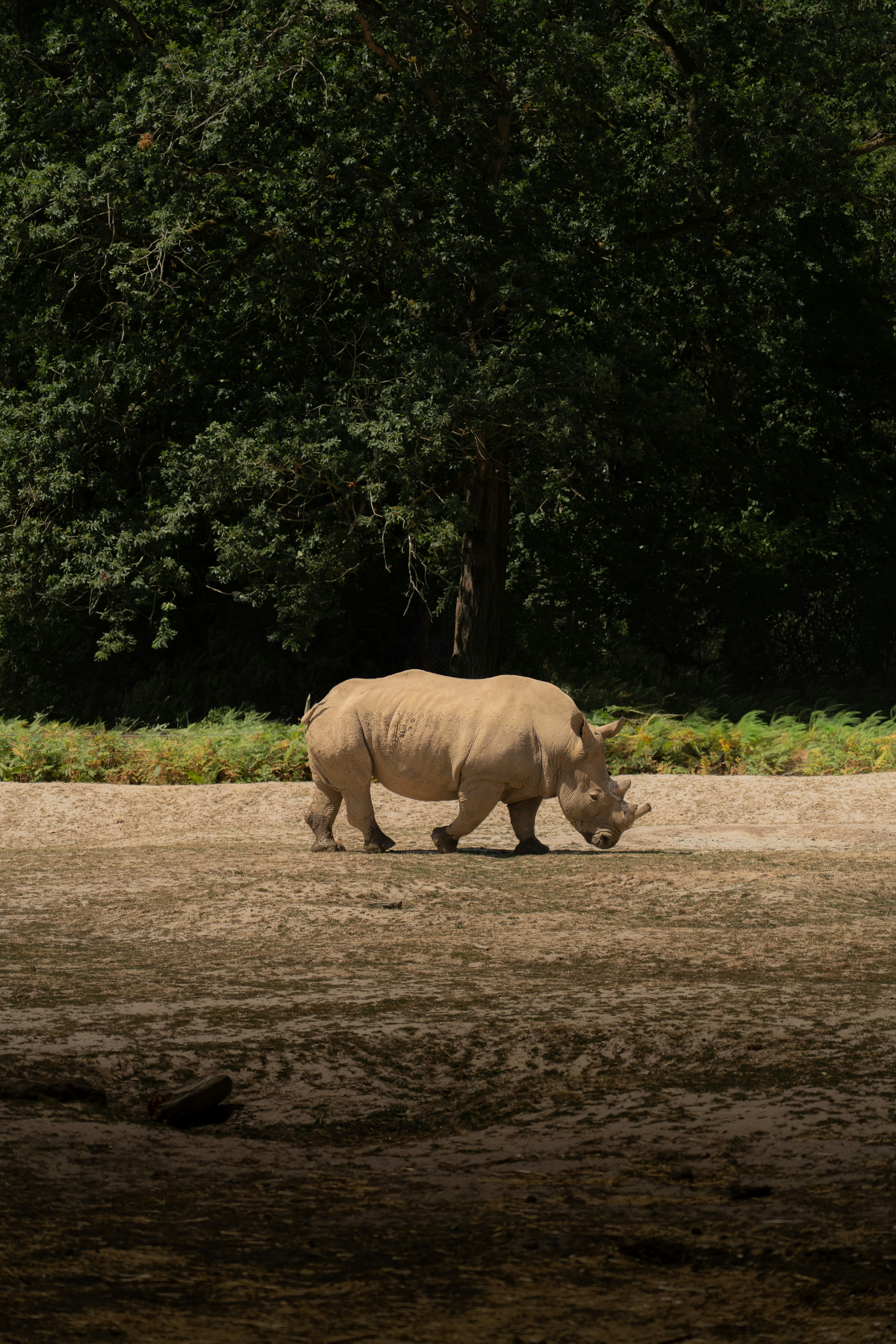 Echo of the Herd: A Rhythmic Stroll in Dappled Light