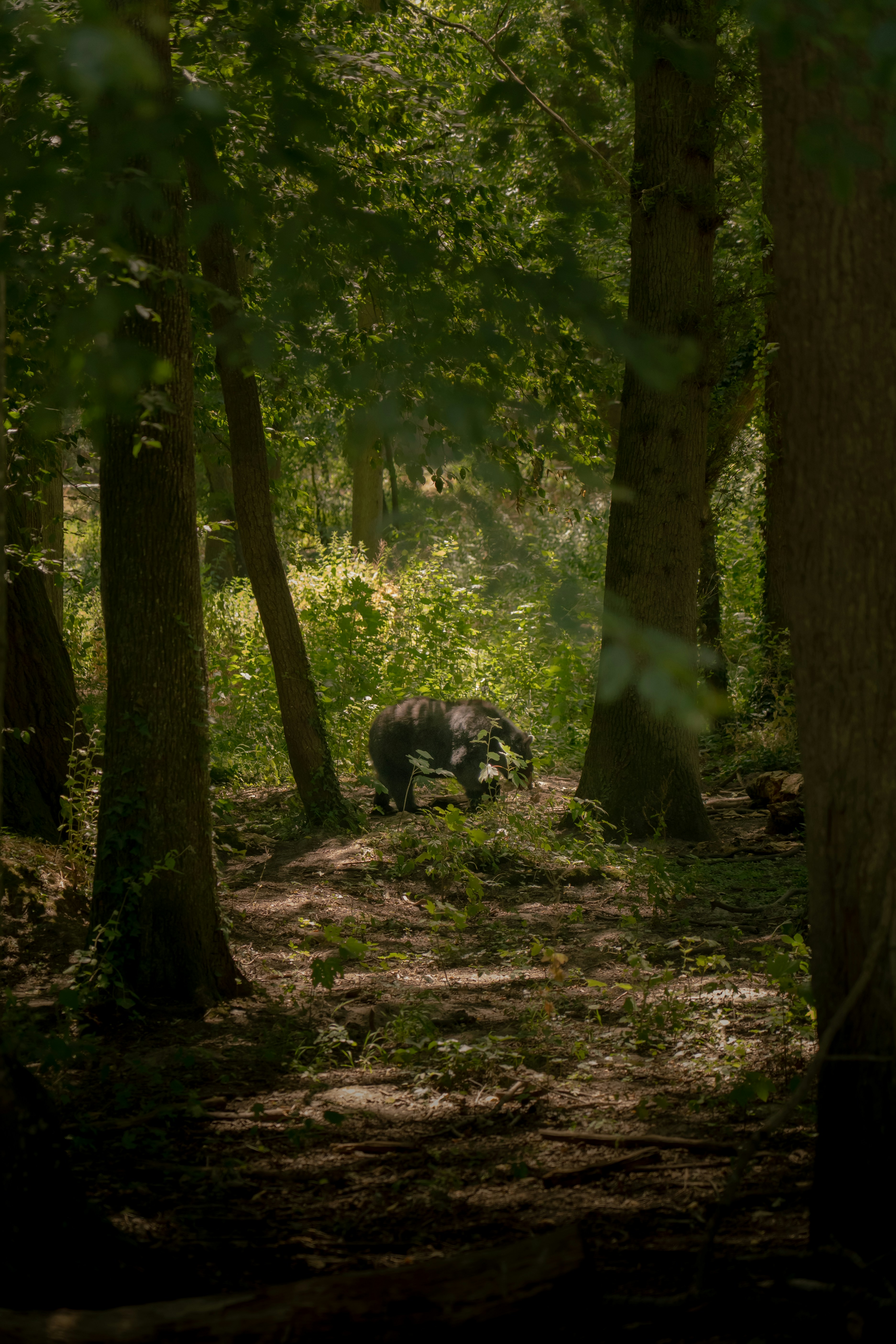Hidden Herd in the Green Corridor