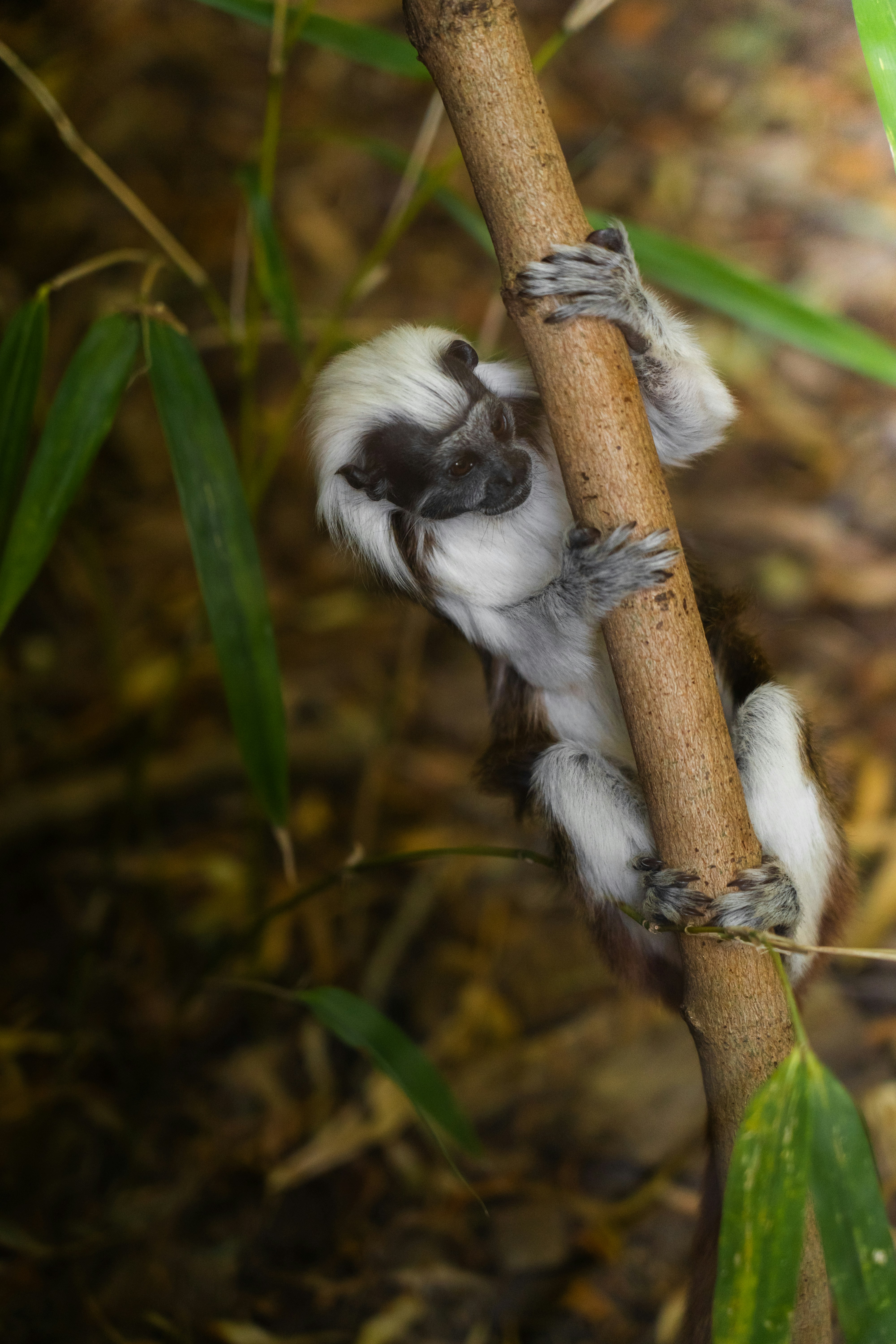 Mid-climb Gibbon: Grasping the Bamboo
