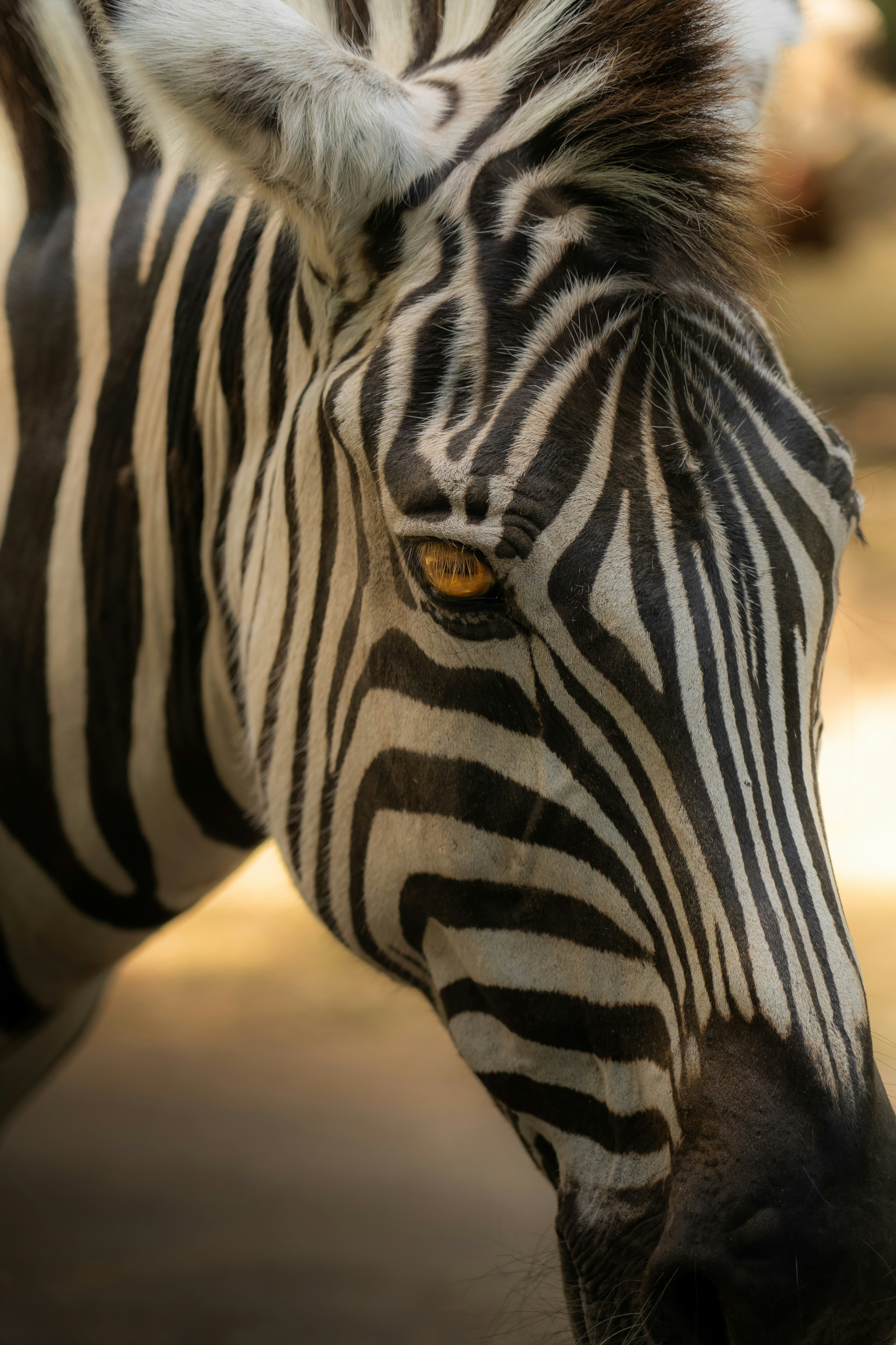 Zebra Portrait in Warm Light: Stripes, Gaze, and Subtle Backdrop