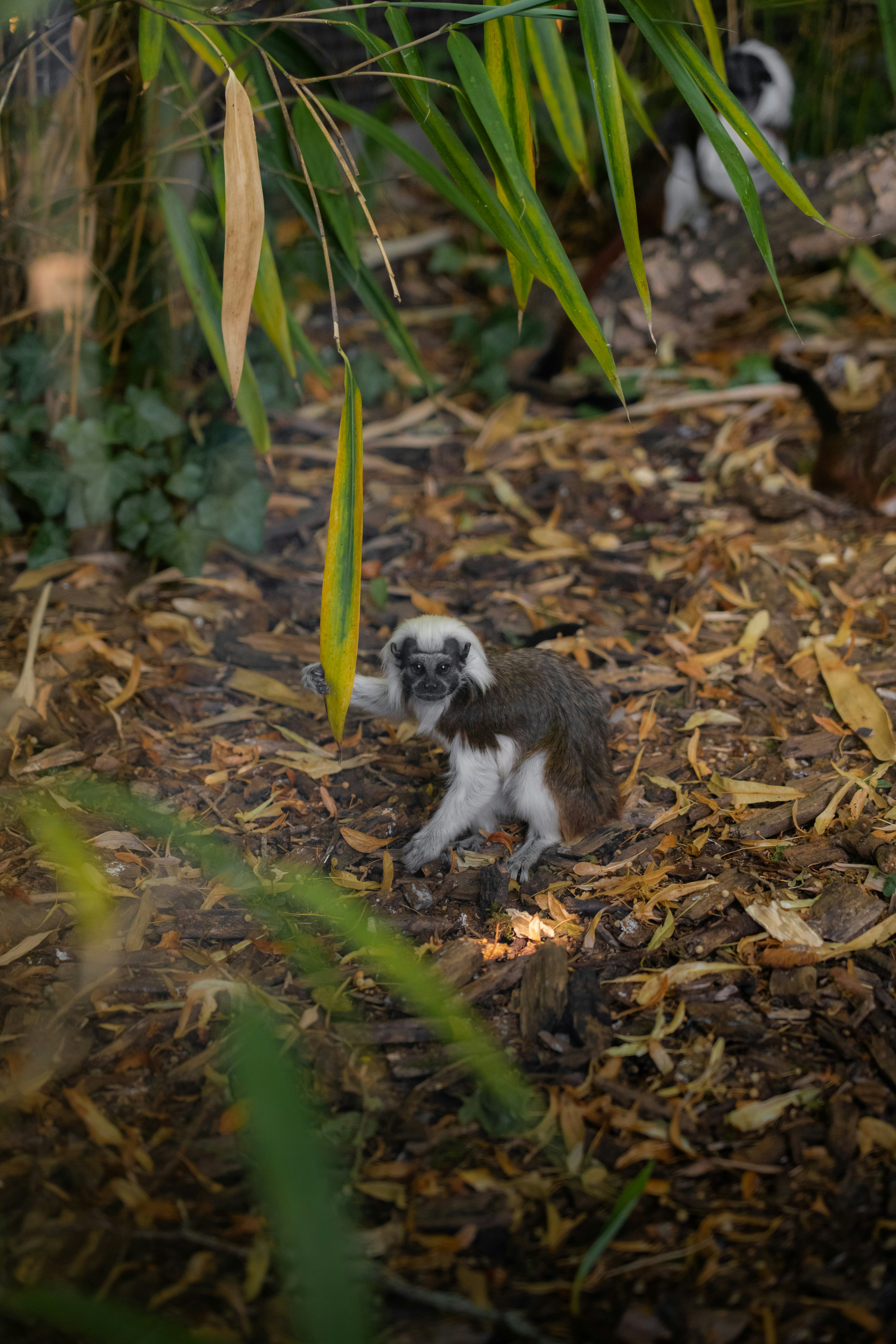 Tiny Vervet Amid Fallen Leaves Under Ambient Canopy