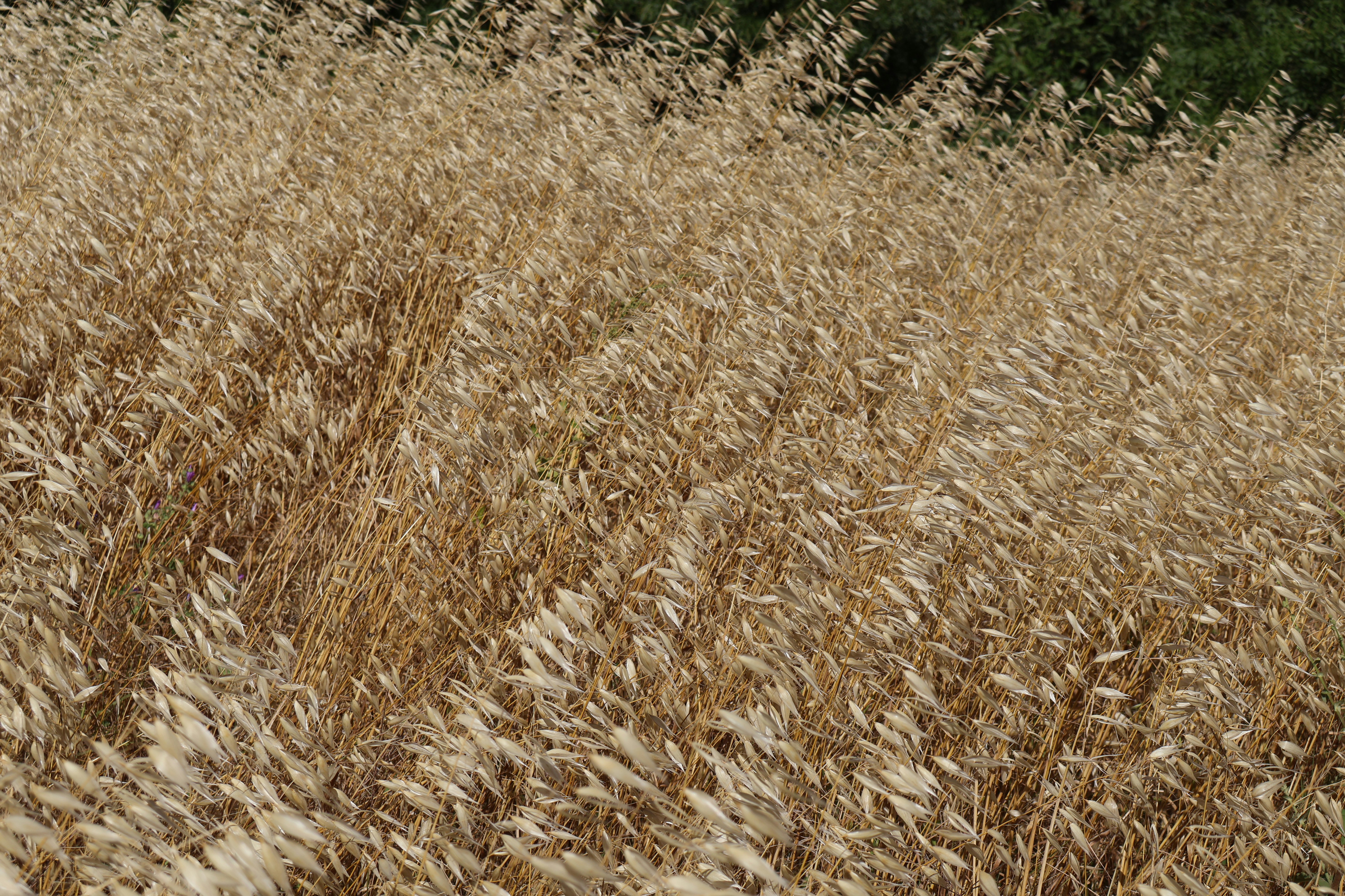 Golden Field in a Whispering Prairie