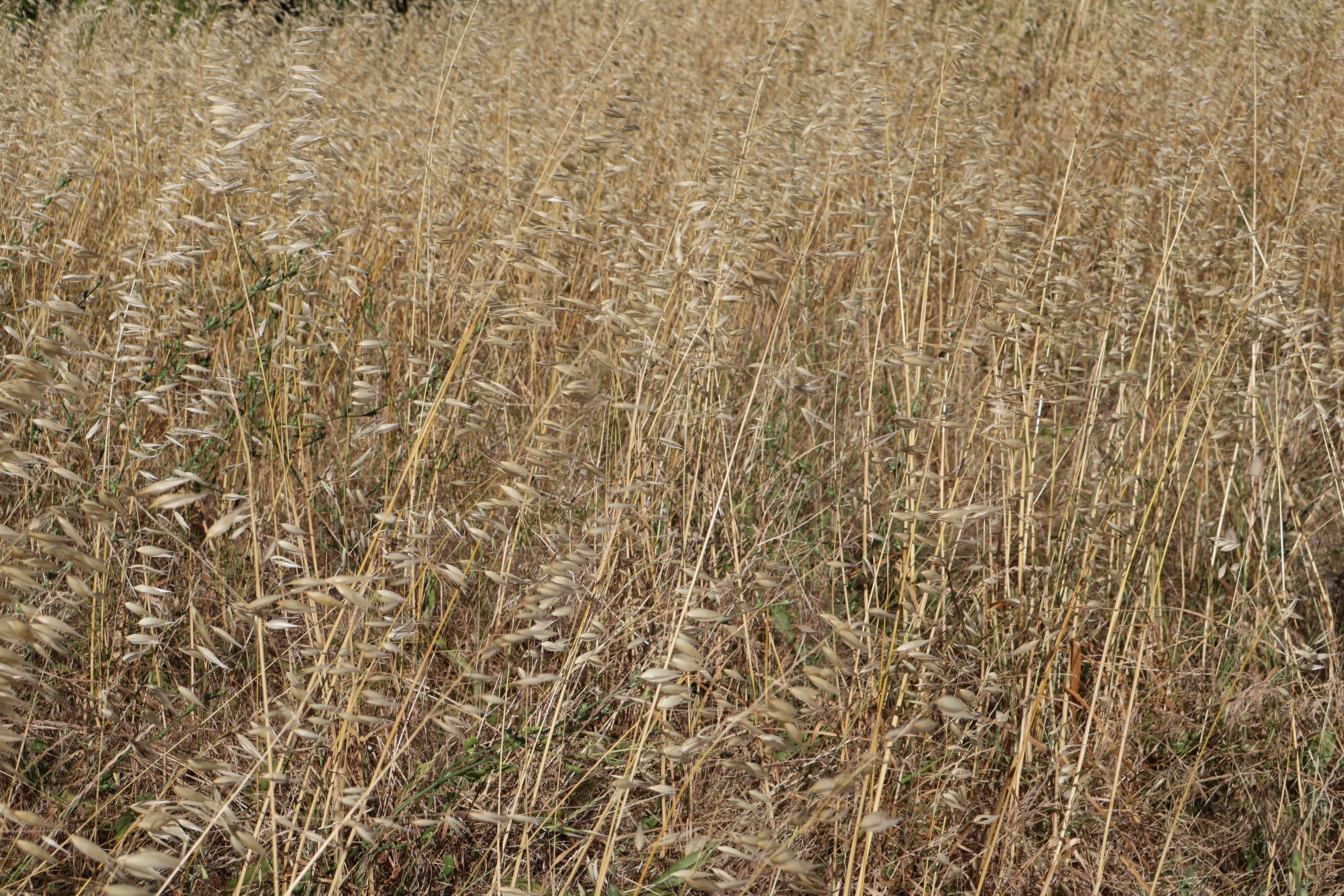 Fields of dry grasses fill the frame with a subtle texture and warm earthy tones; the image emphasizes the uniform vertical stems and gentle wind-swept rhythm.