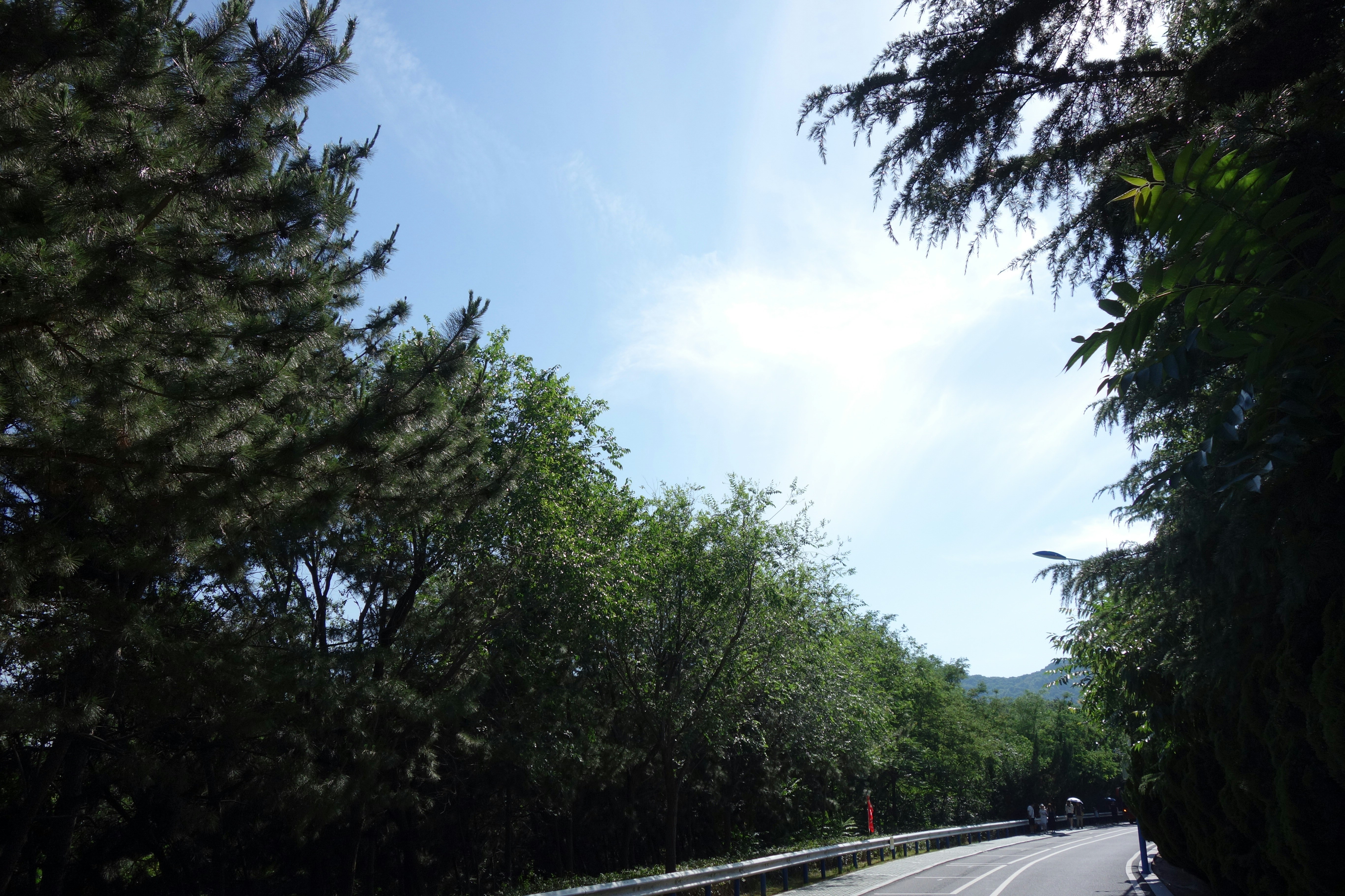 Sunlit Roadside Corridor Framed by Verdant Canopy