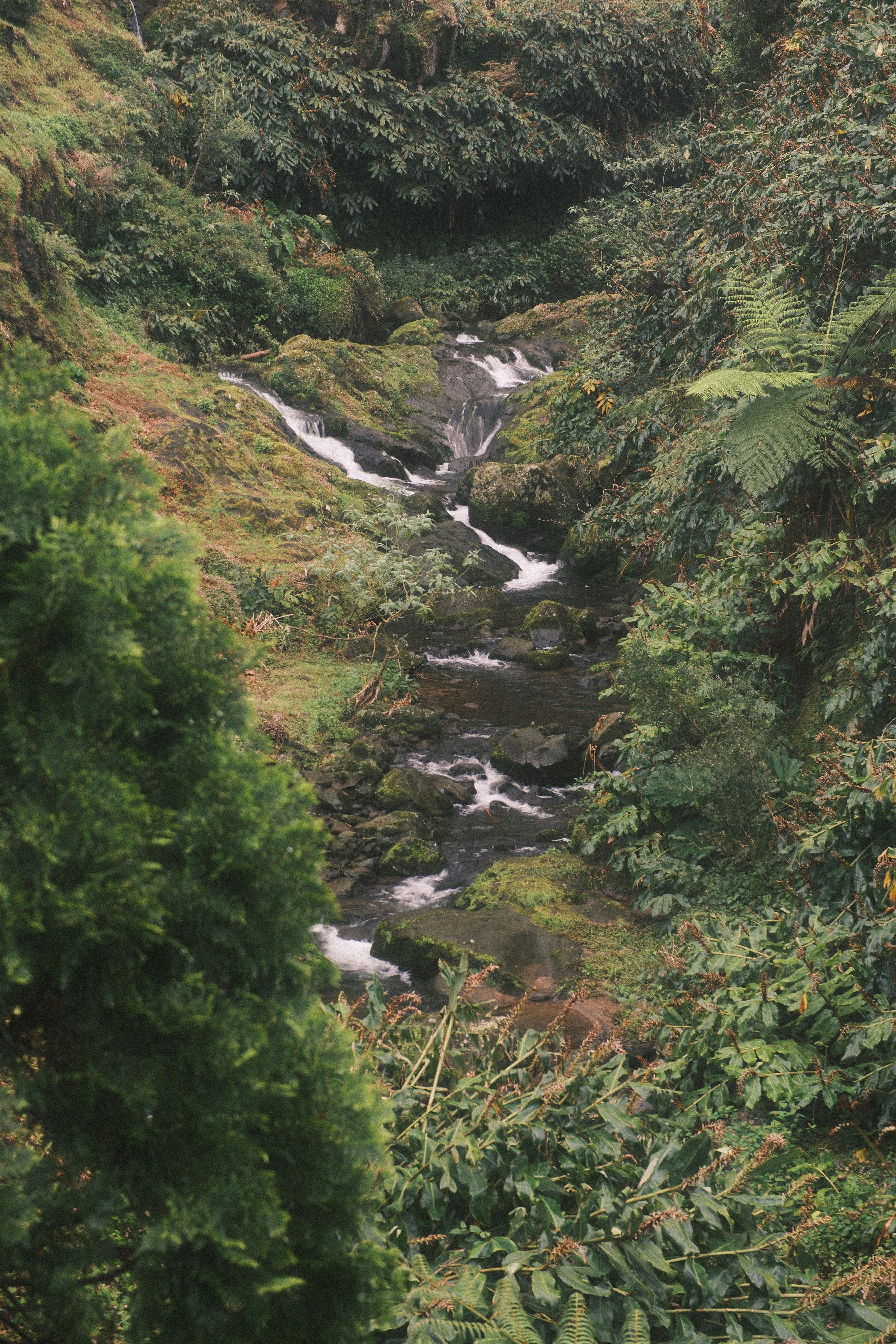 Mossy Cascade Through a Verdant Corridor