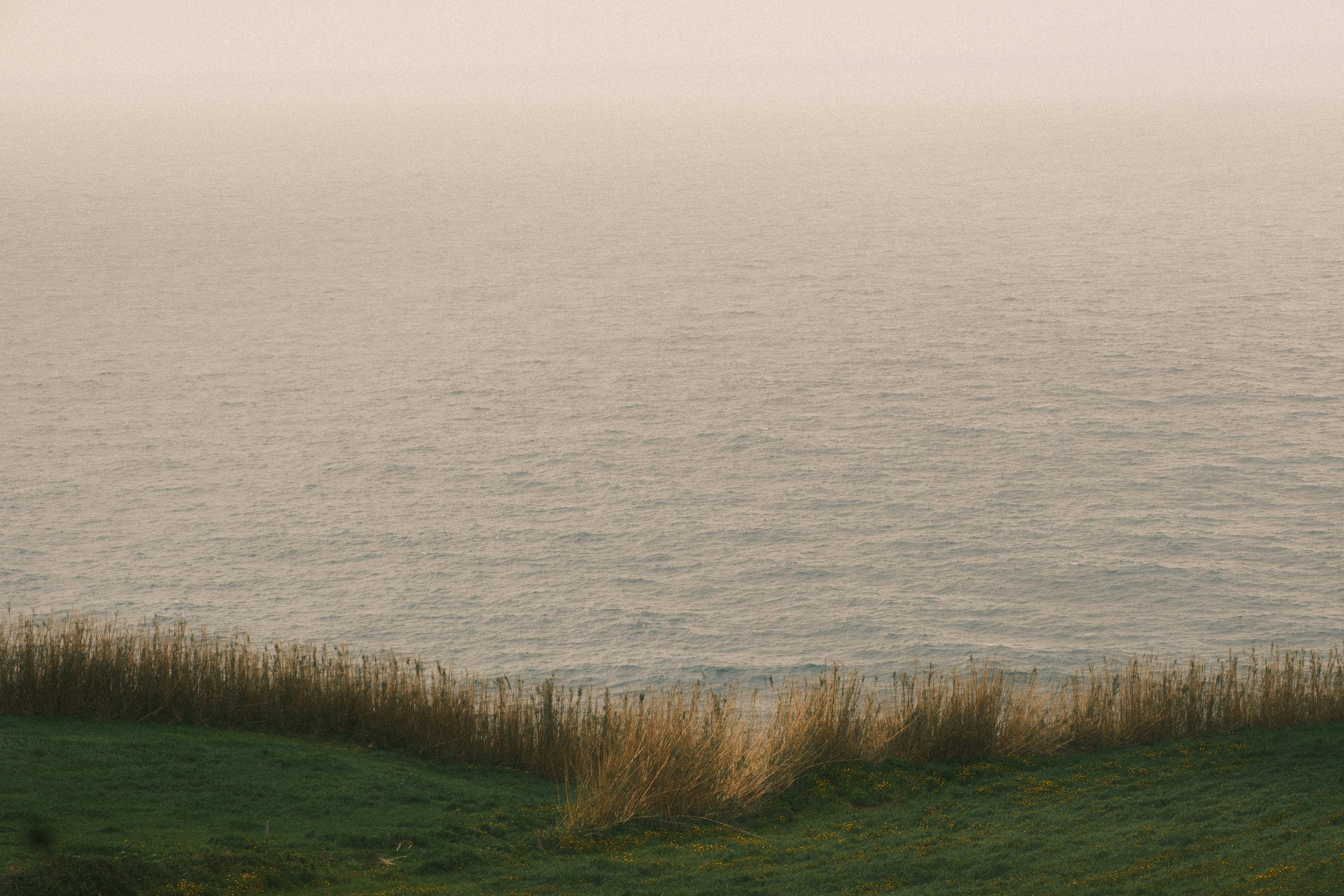 Horizon Quiet: Coastal Grassland Fringed by Sea