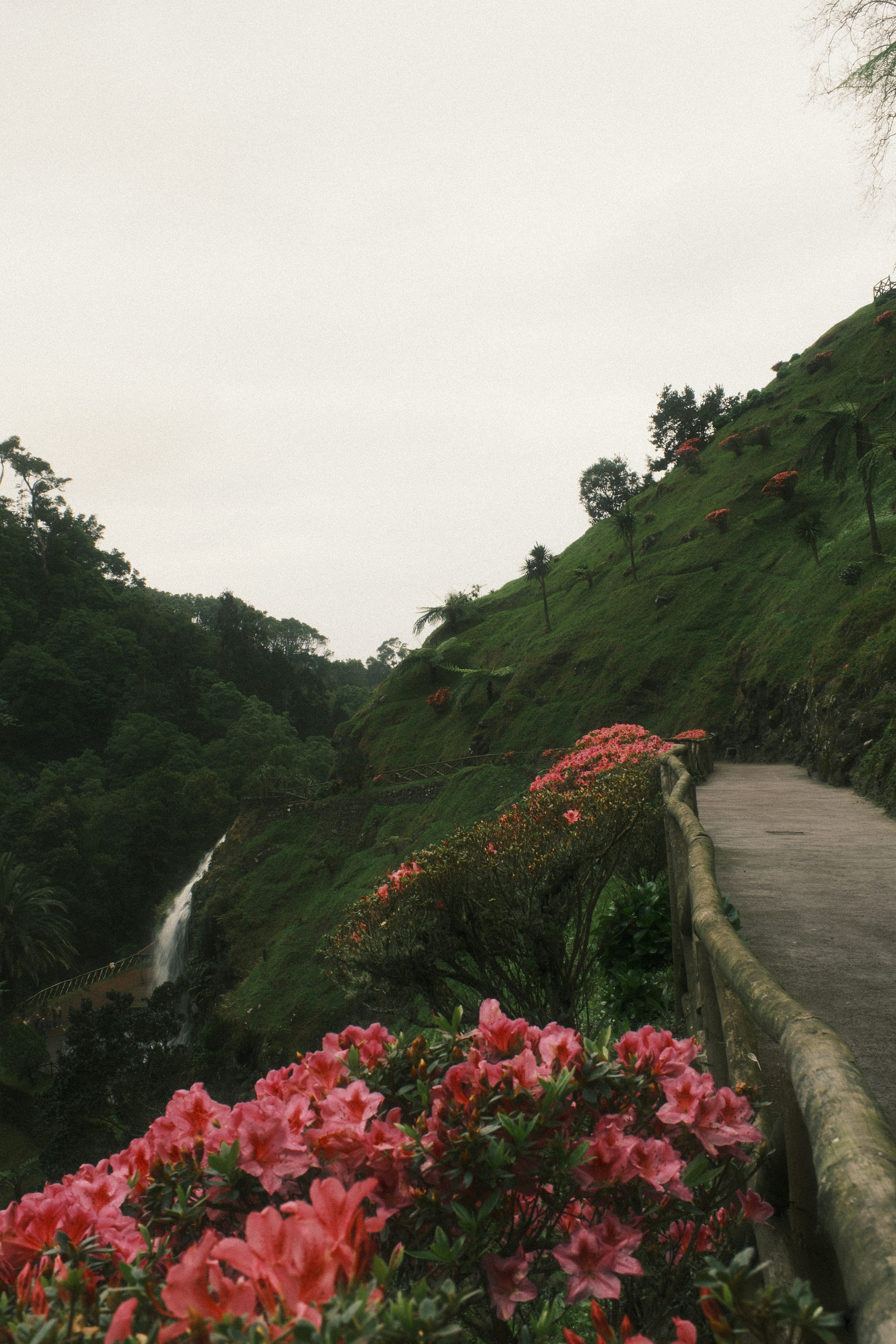Rustic Ridge Walk: Pink Bloom Along a Mountain Path