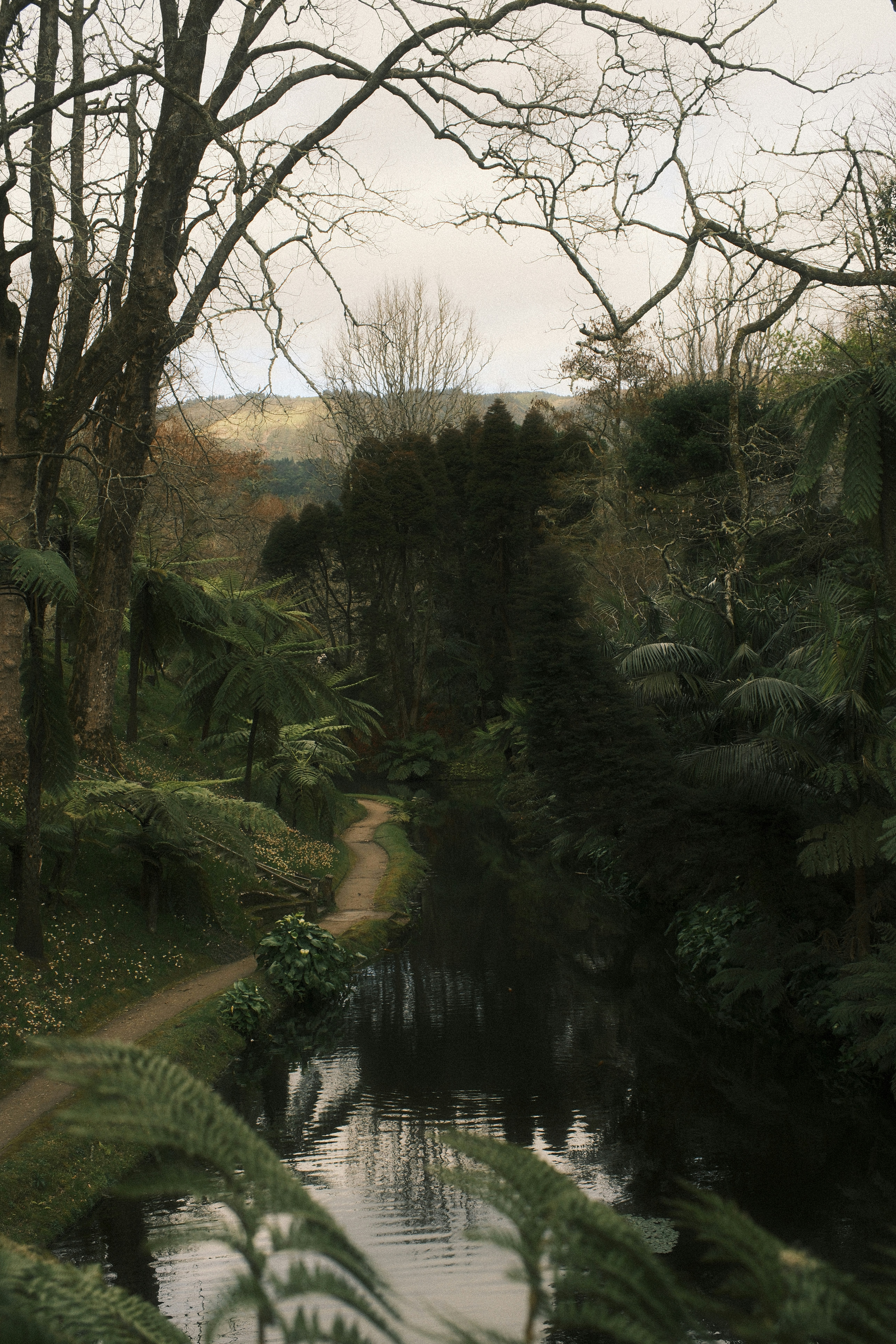 Forest Canal Walk: A Narrow Path through Verdant Stillness