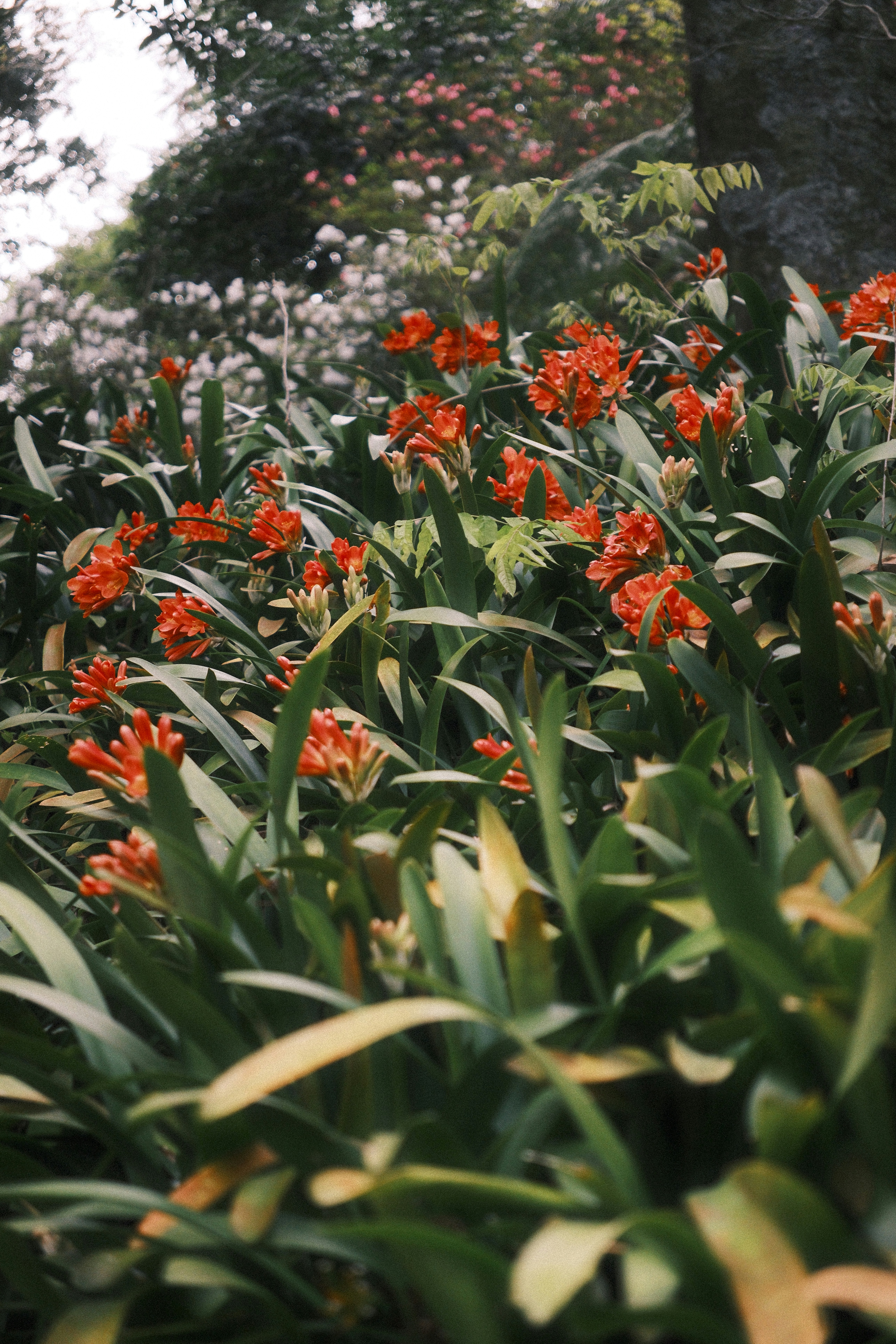 Crimson Confetti among Emerald Leaves