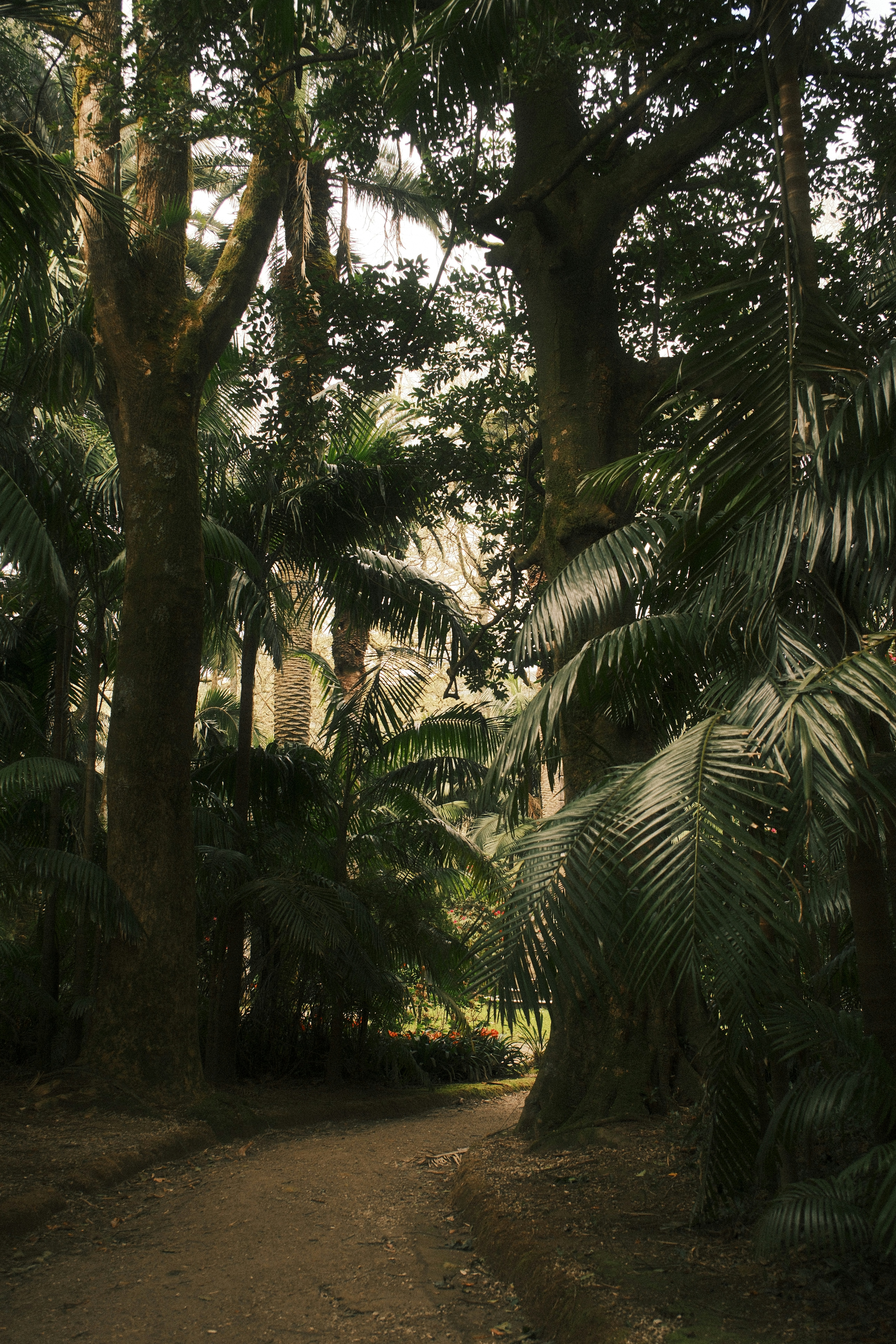 Shaft of Light Through a Canopy Corridor