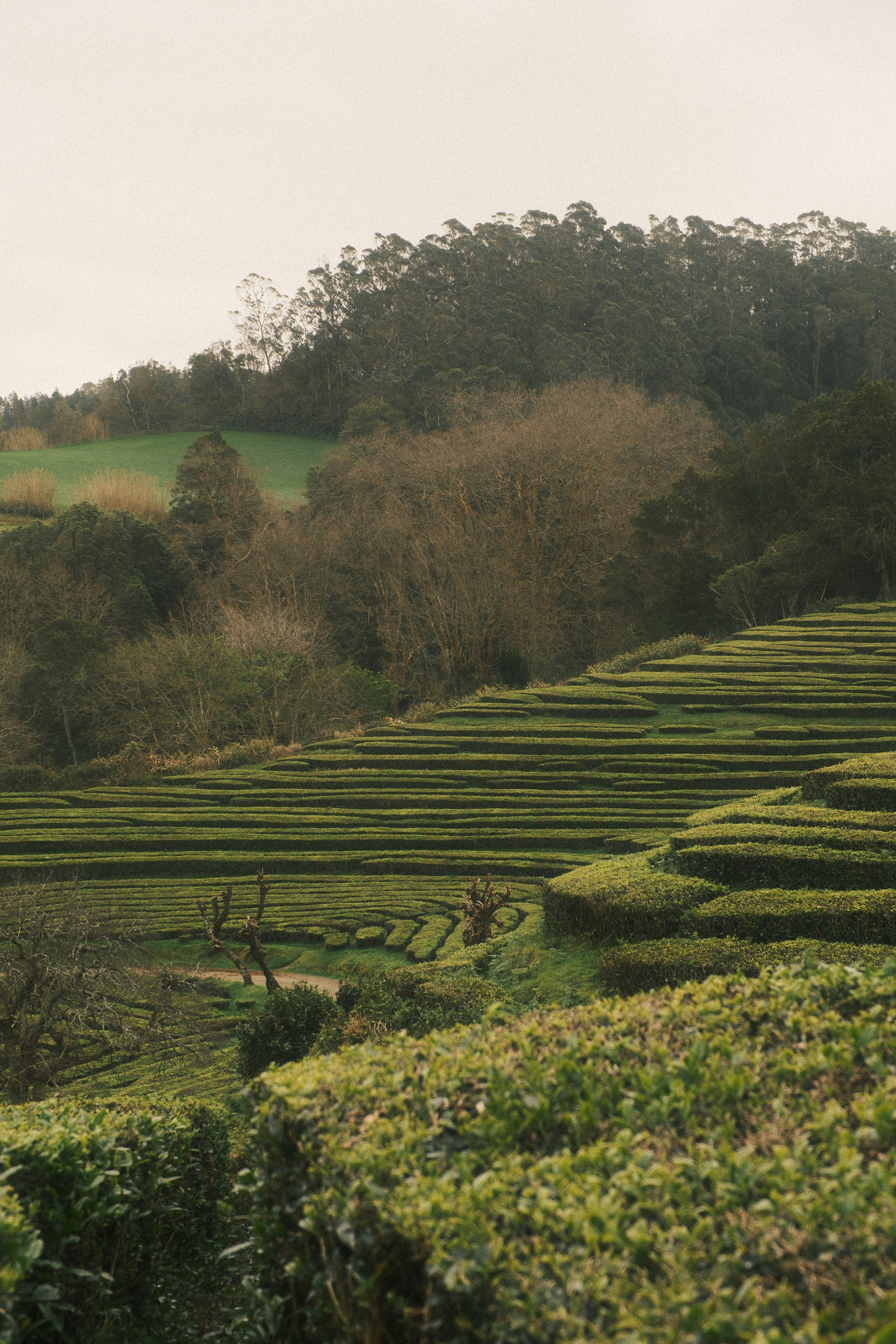 Terraced Greens: A Quiet Landscape of Managed Hillside