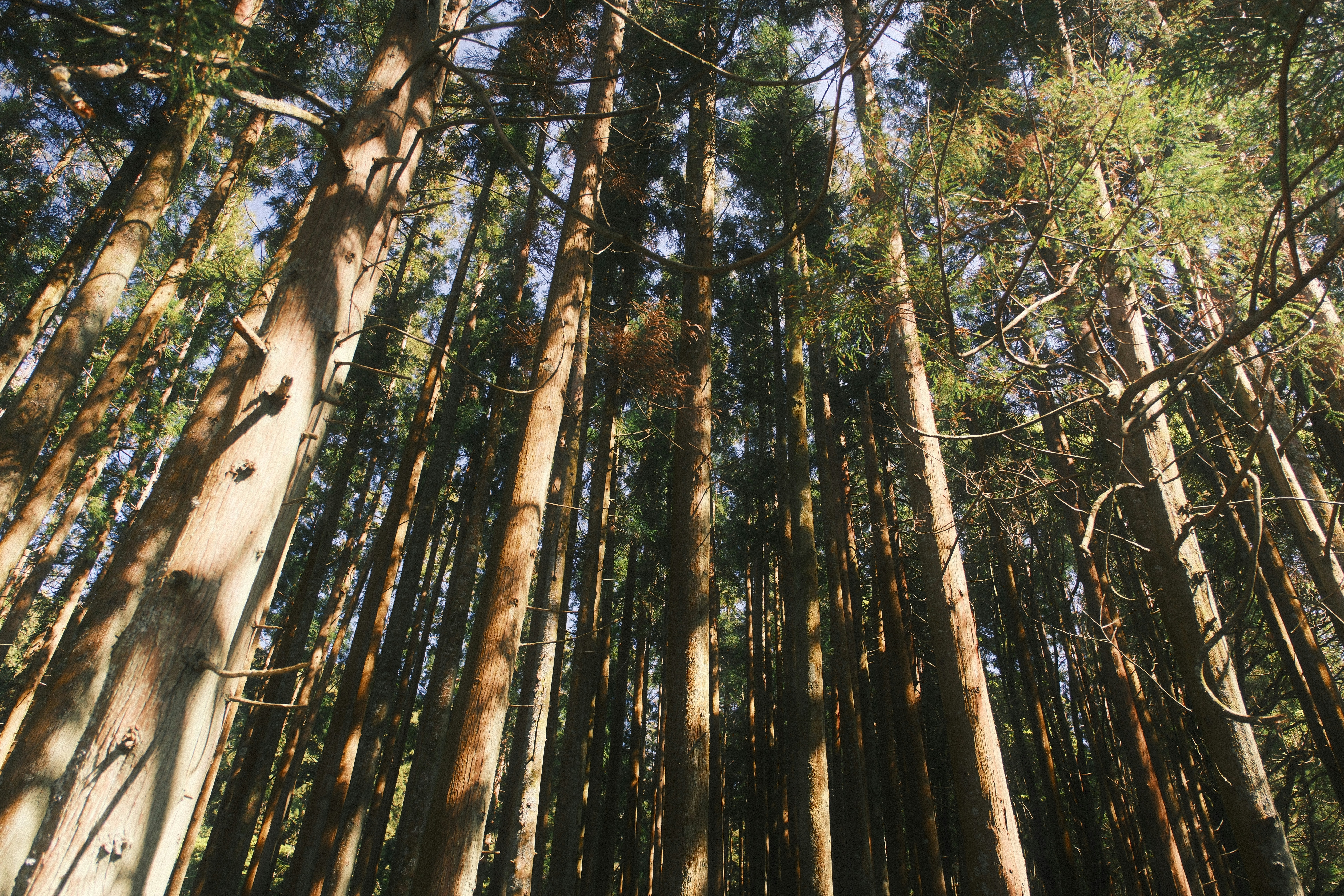 Tall Pines Under a Sky of Distant Light