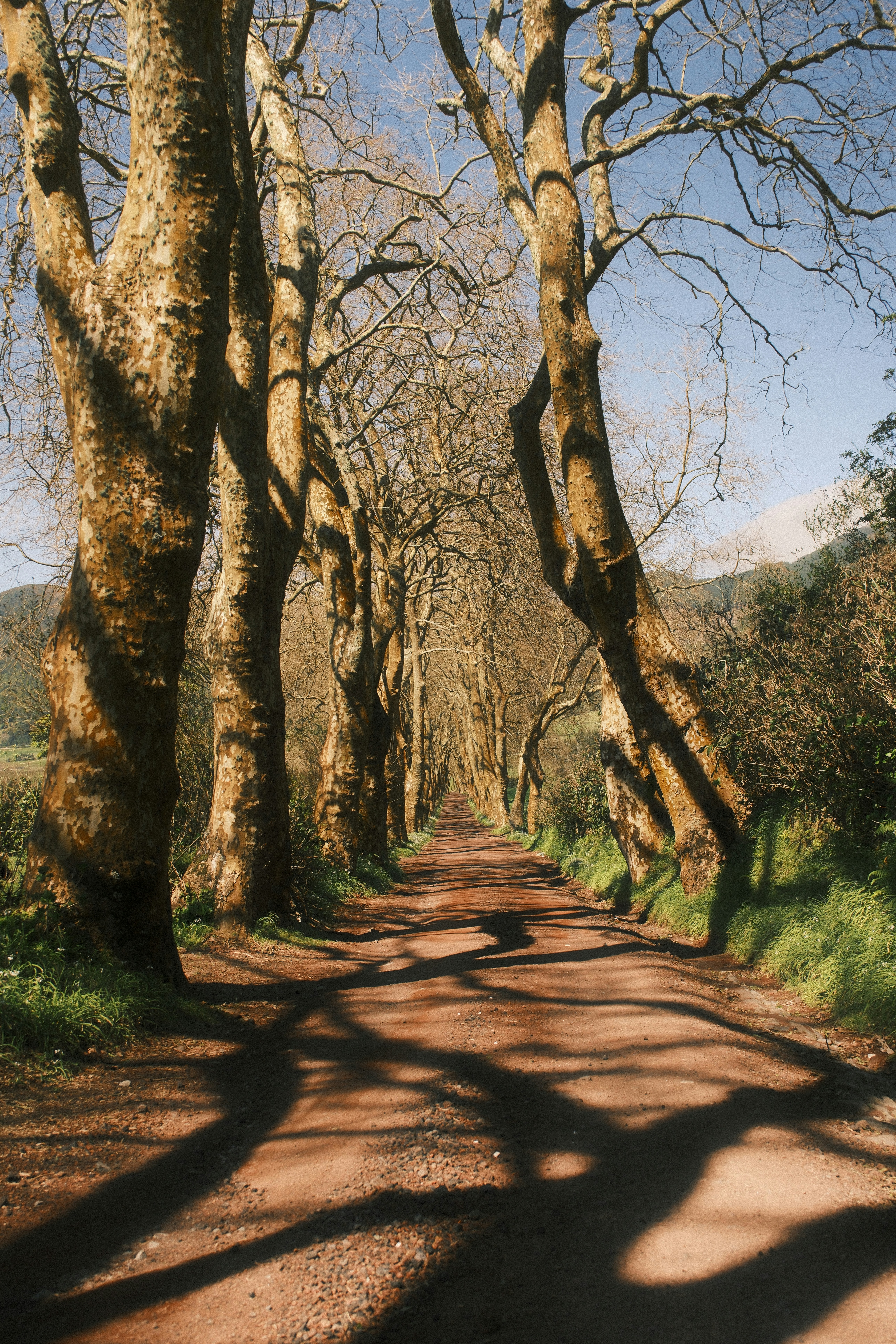 Tunnel of trunks: sunlit path through a row of yew-like trees