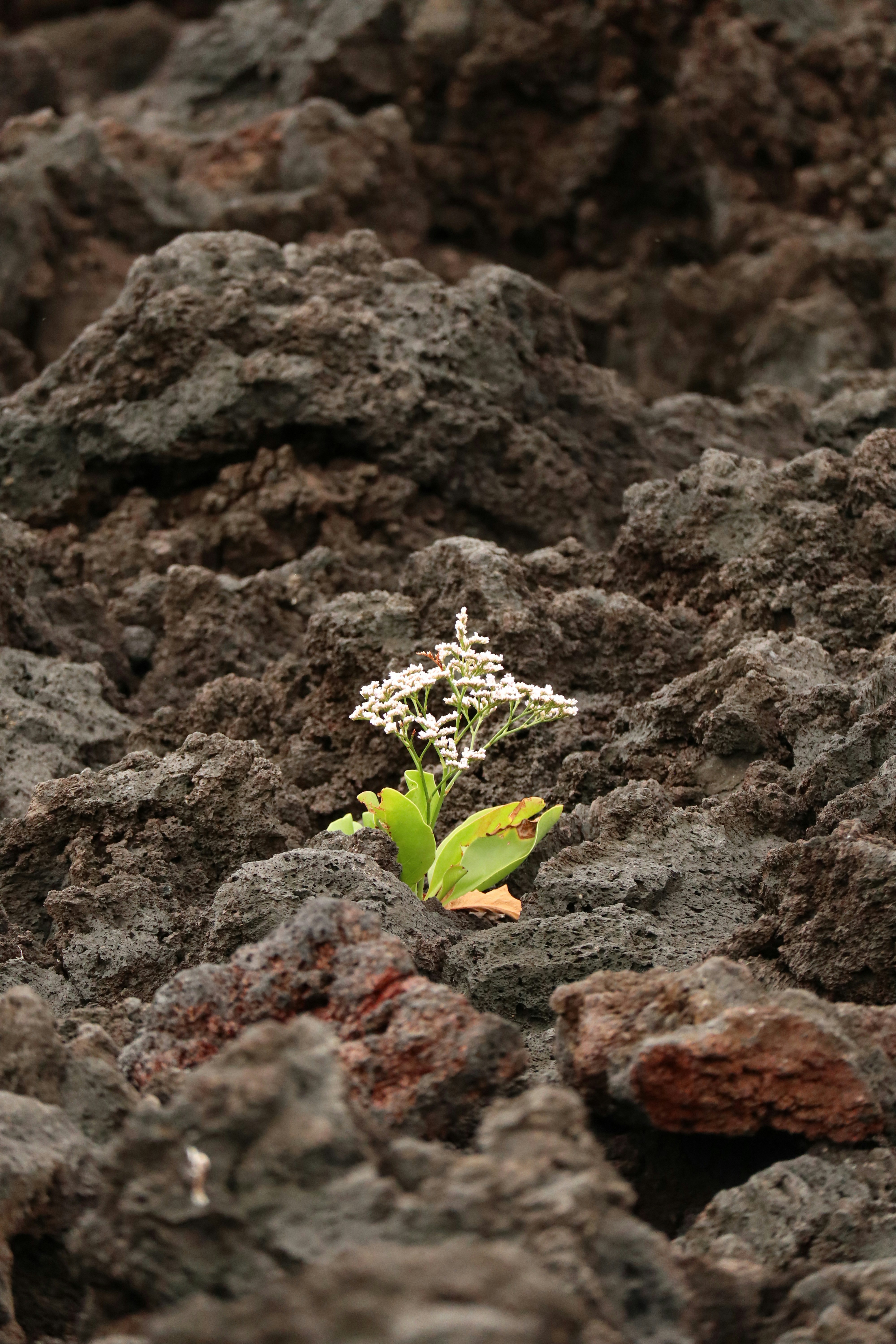 A Lone Green Seedling Defying Dark Volcanic Rock