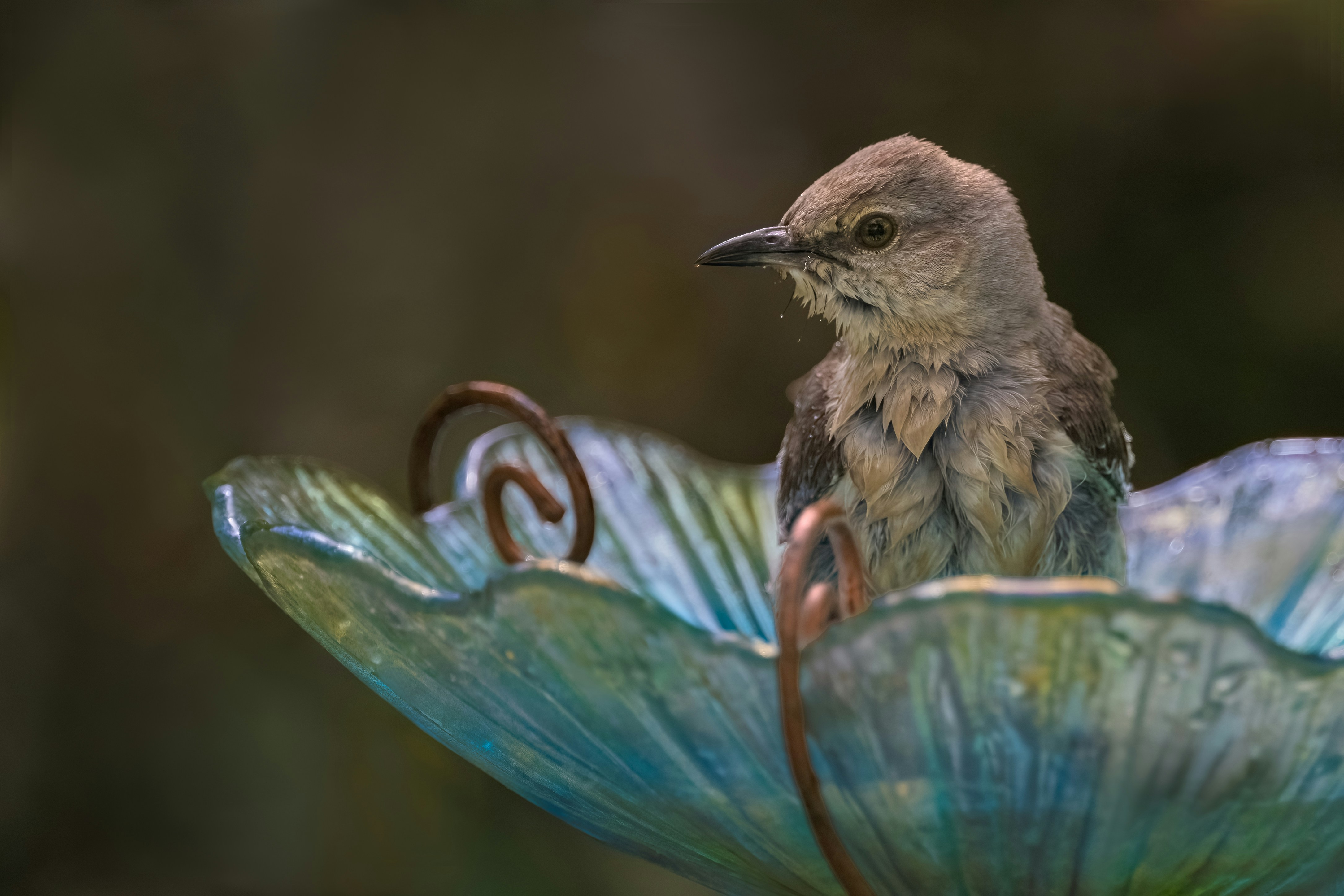 Blue-hued Bird Bath: a perched guest on a sculpted bloom