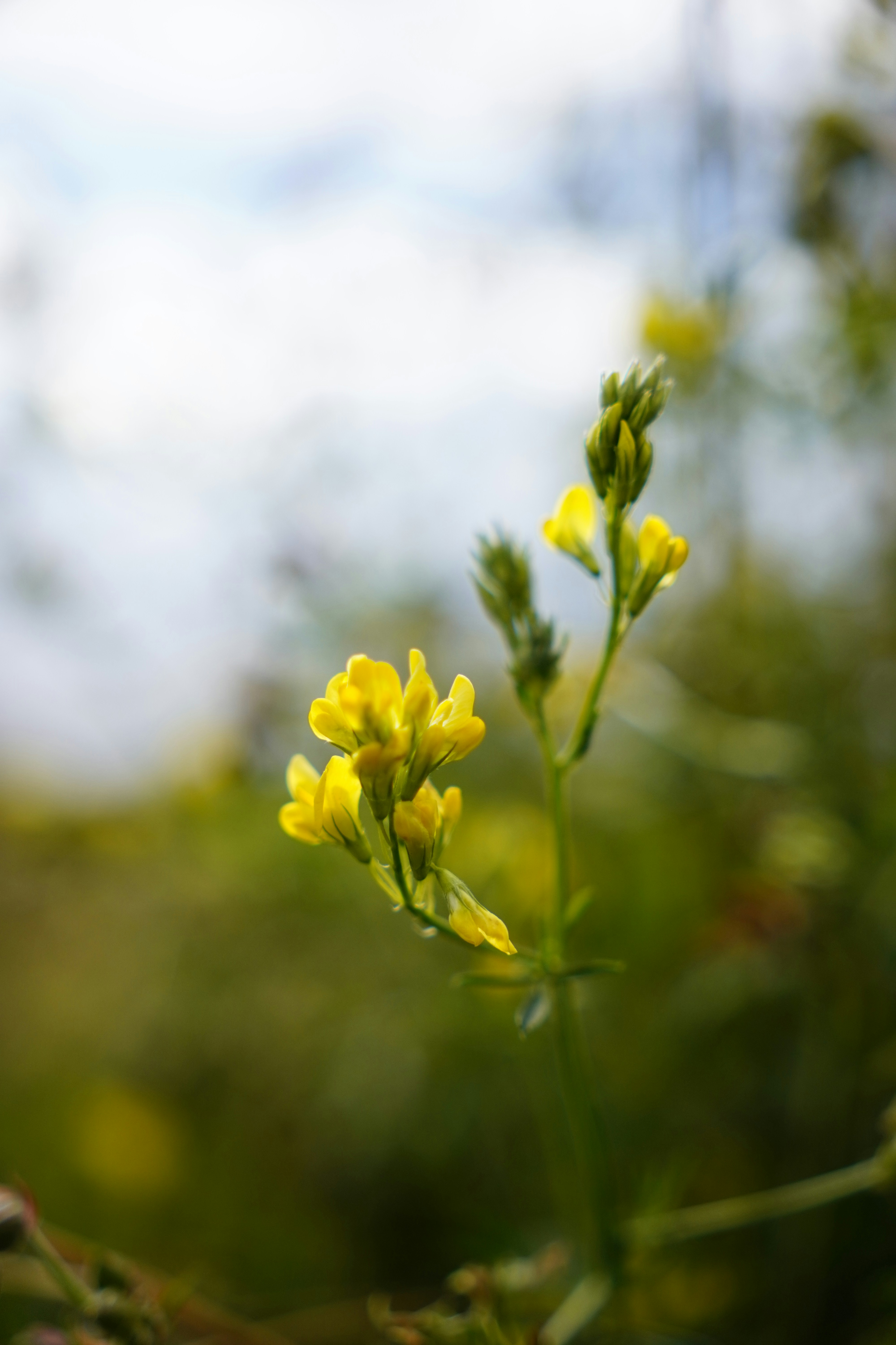 Golden Bloom Reaching Toward a Blurred Horizon