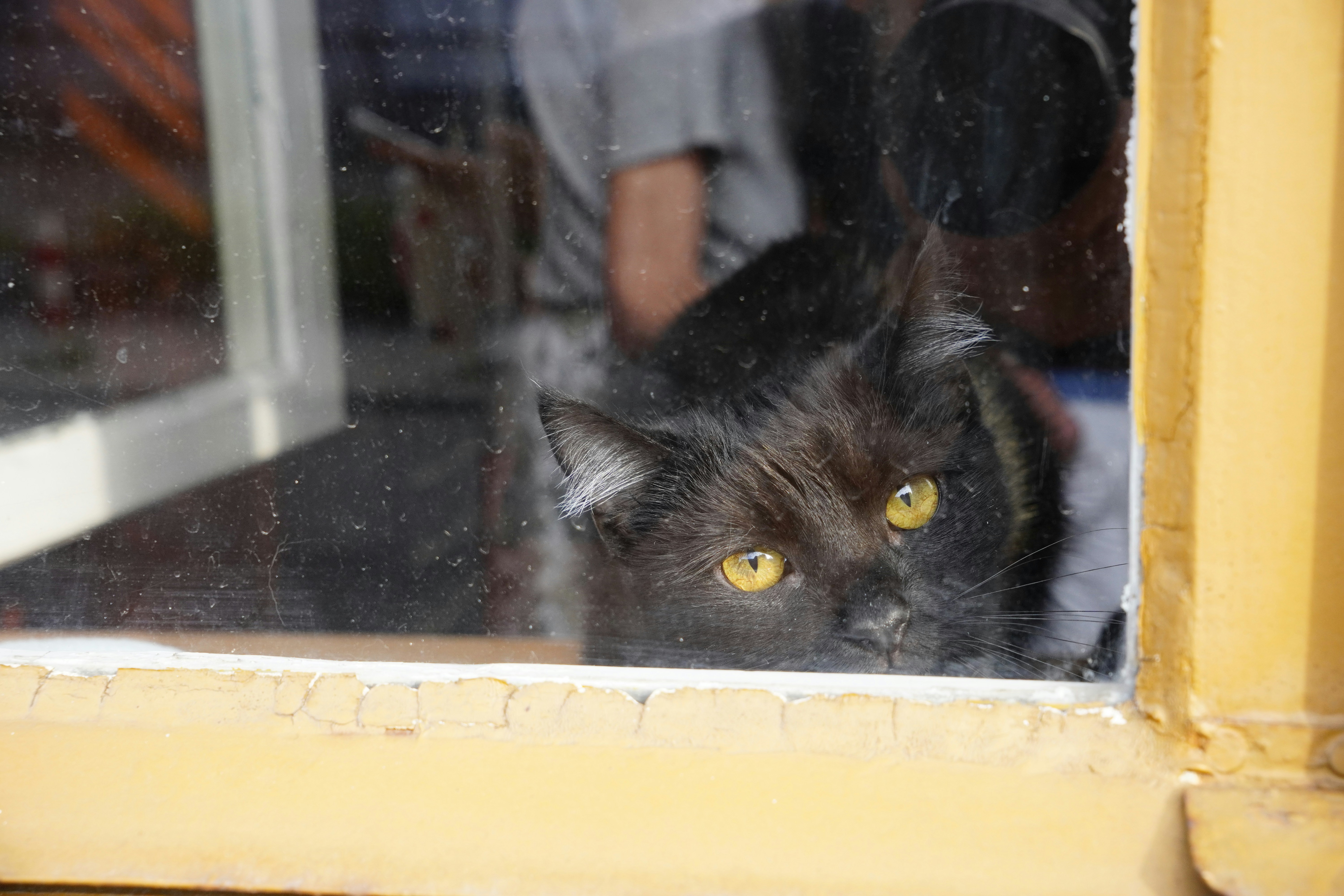 Whiskered Gaze Through a Window