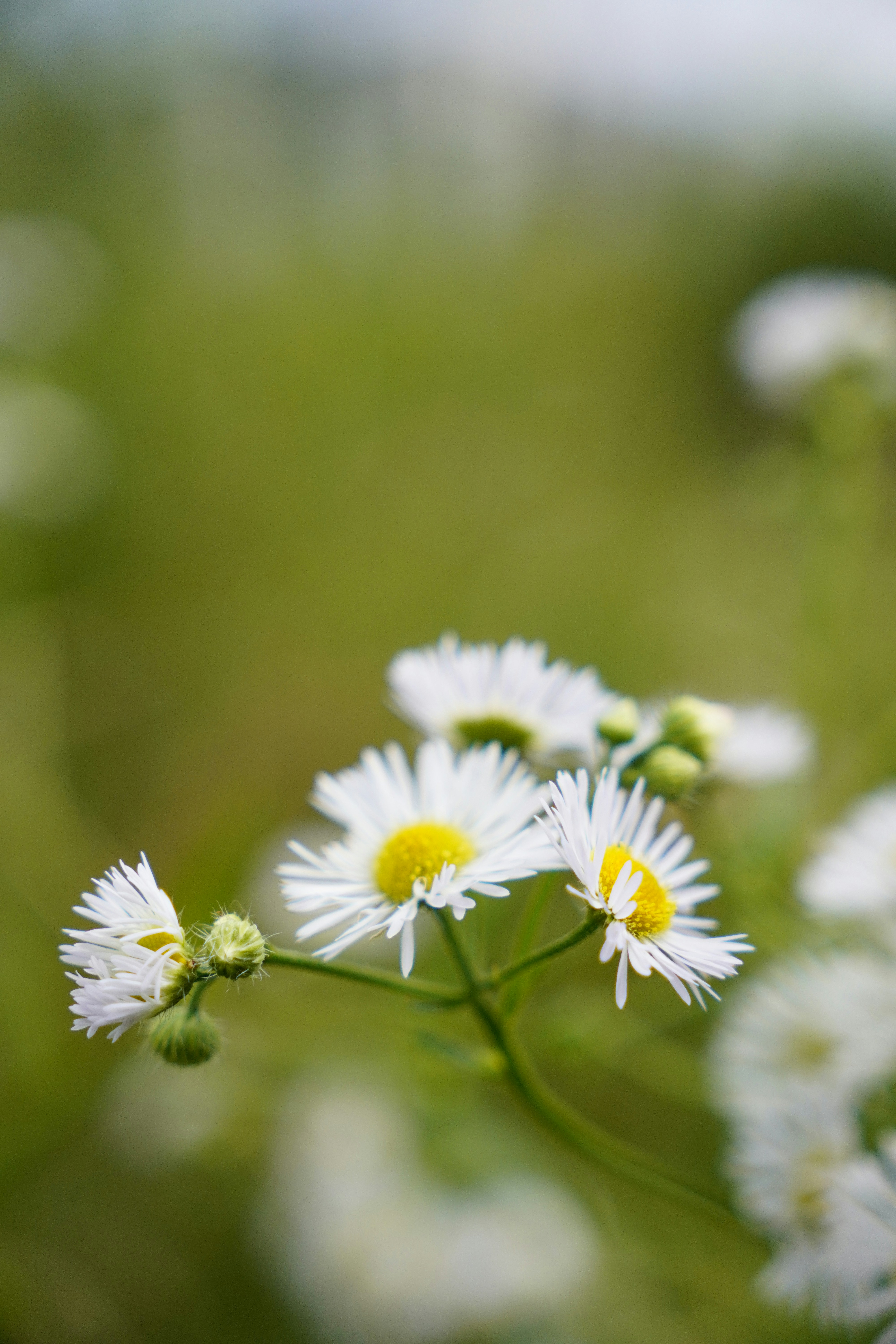 Daisy Chorus: White blooms in soft meadow light