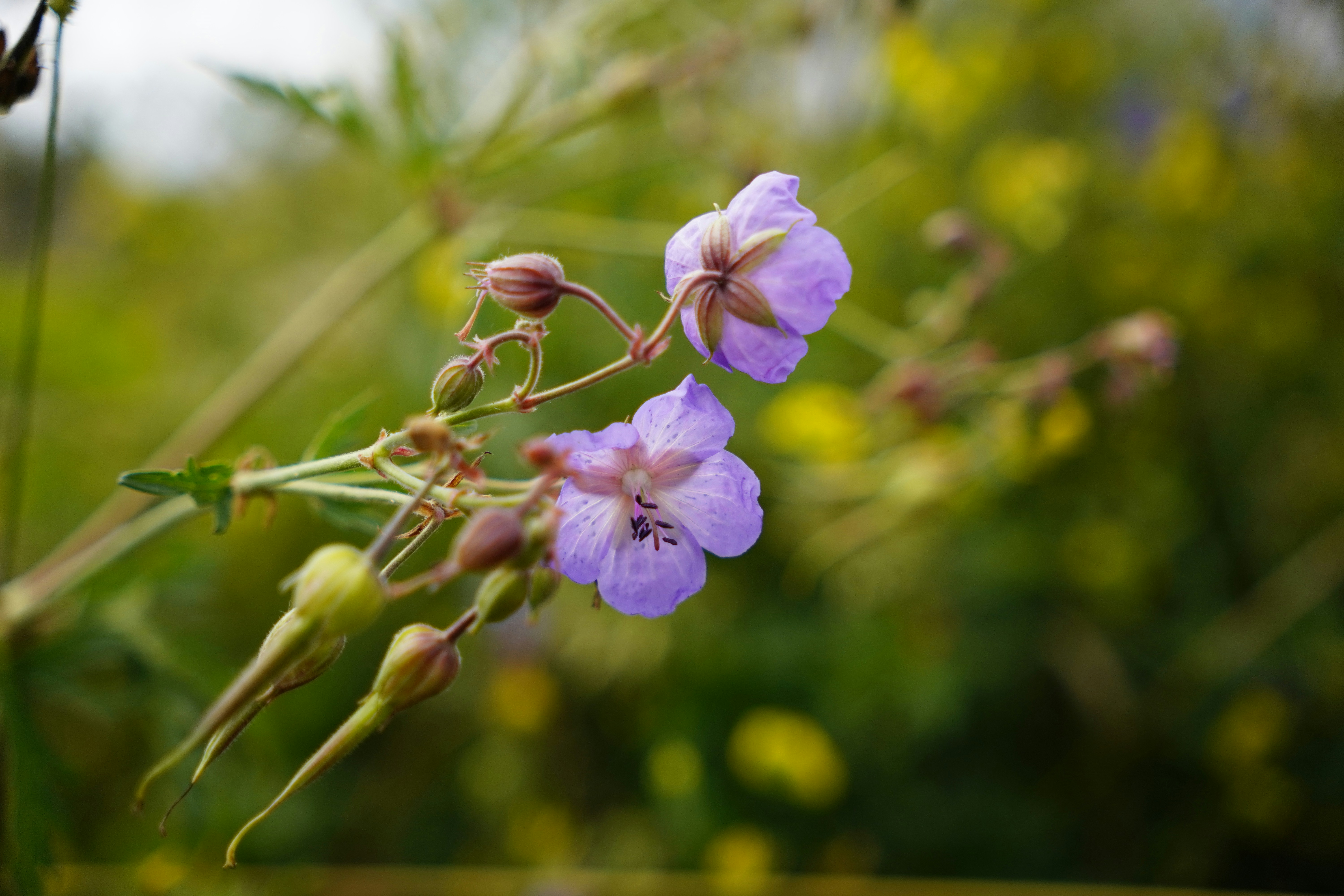 Lavender Bloom on a Quiet Stem
