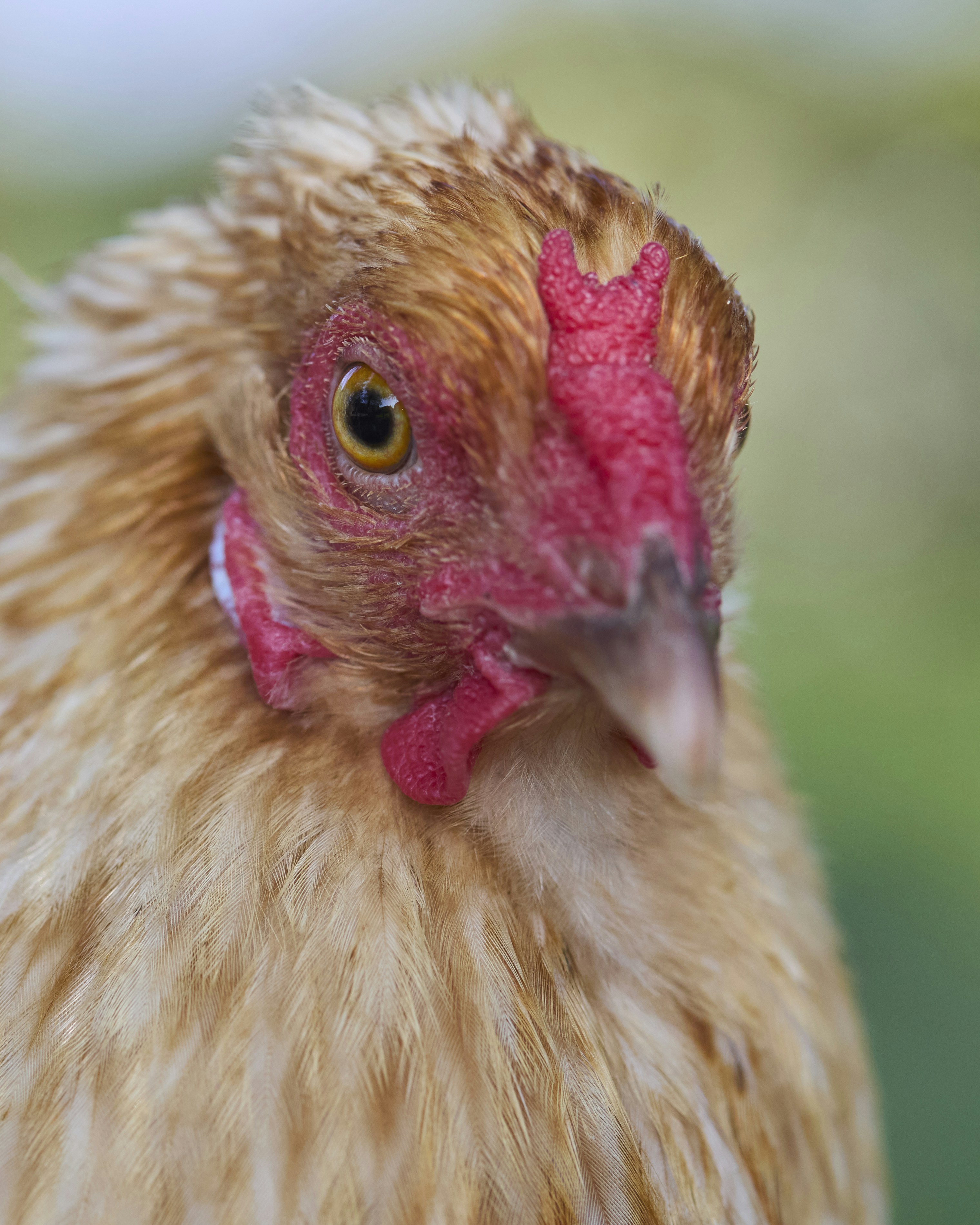 Close-Up Portrait of a Chicken with a Red Comb and Golden Feathers