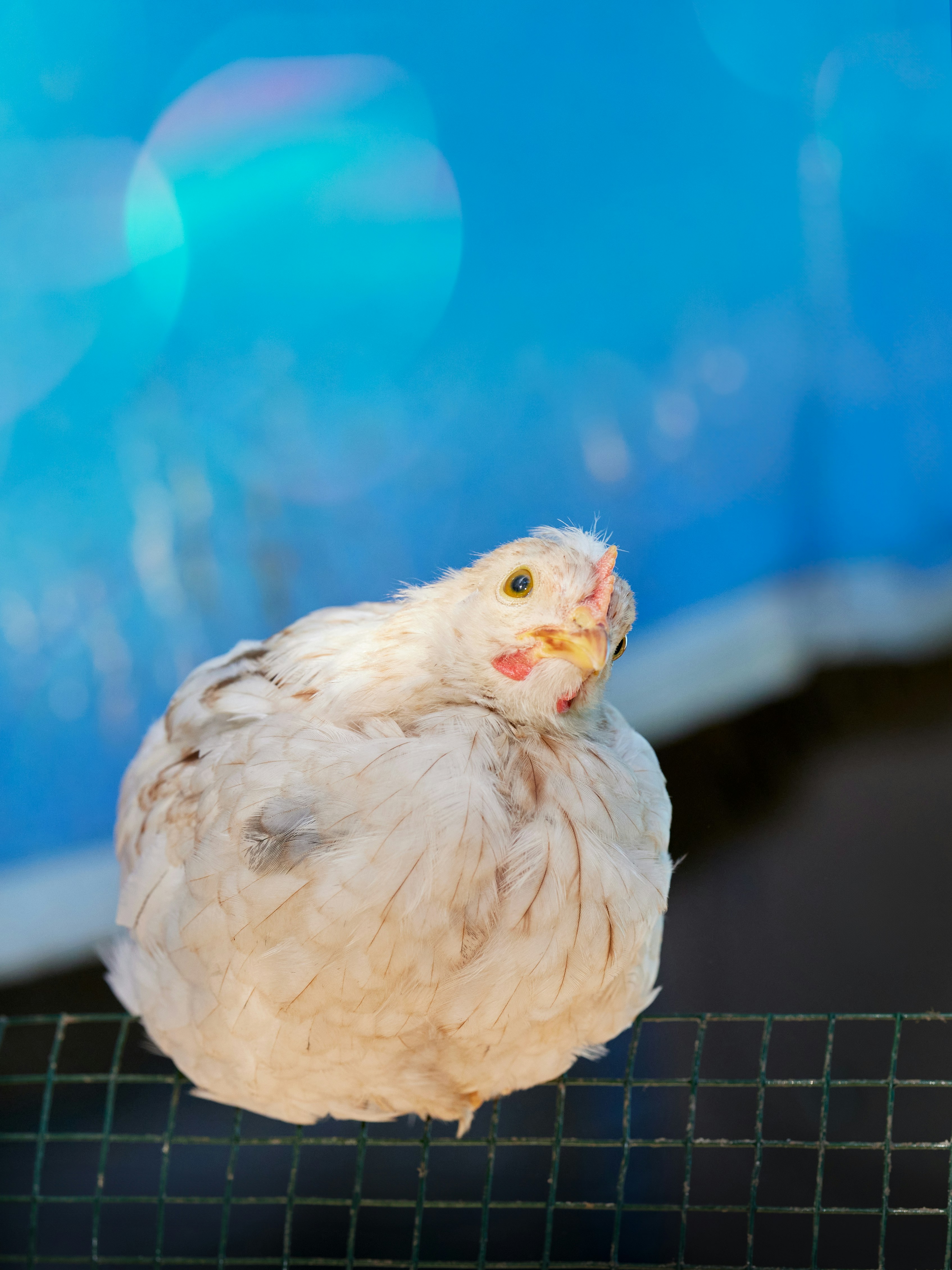 Soft-Feathered Patient: A Curious Hen Stares Up
