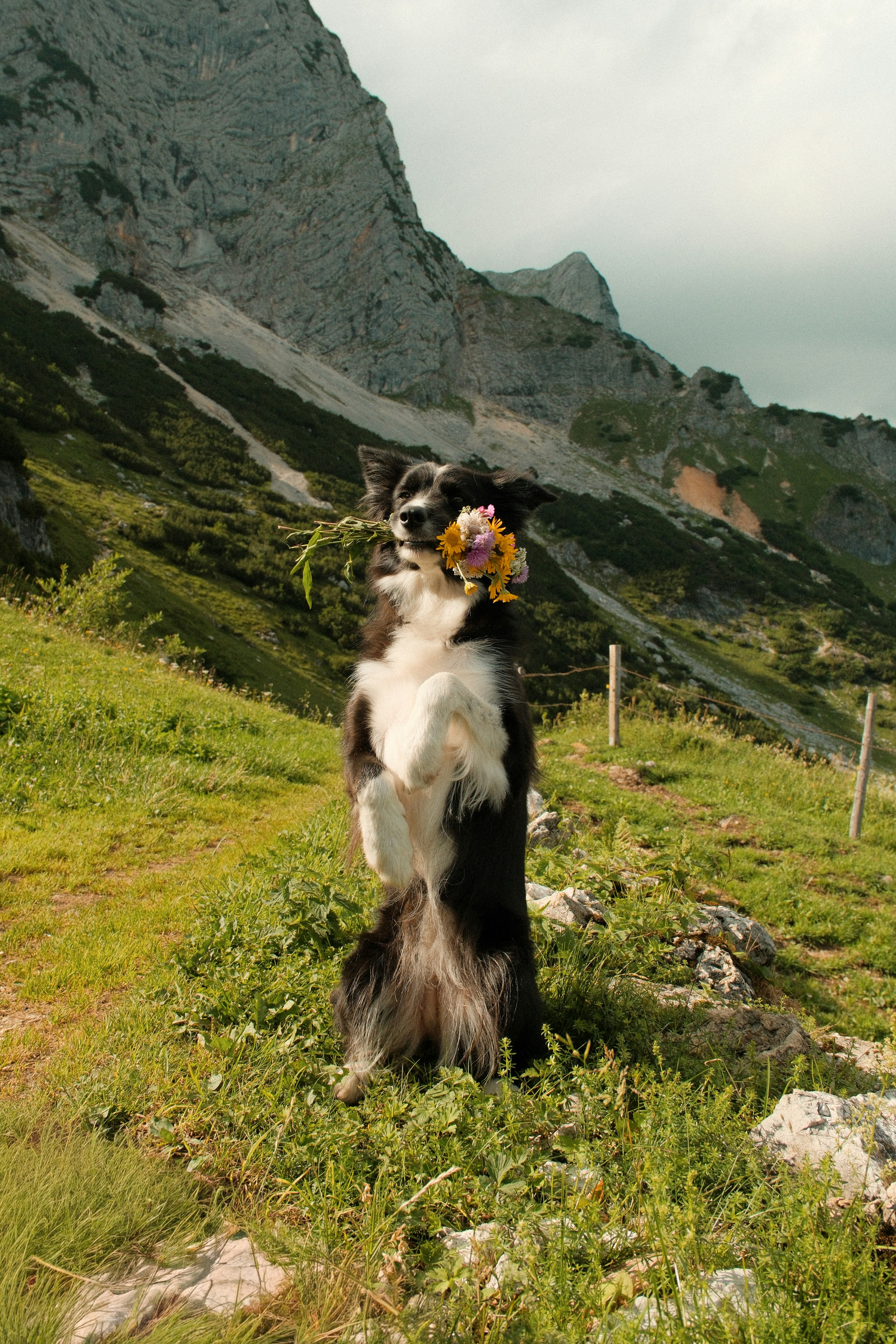 Flower-crowned Sheepdog Stands Proud in Alpine Meadow